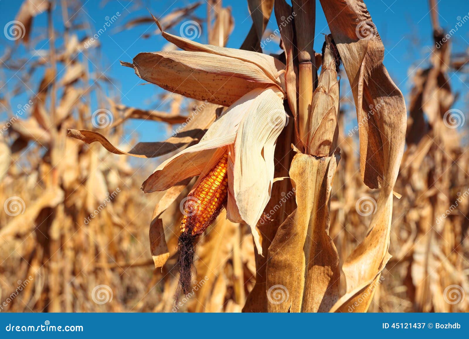 Golden ripe corn plant stock image. Image of growth, economy - 45121437