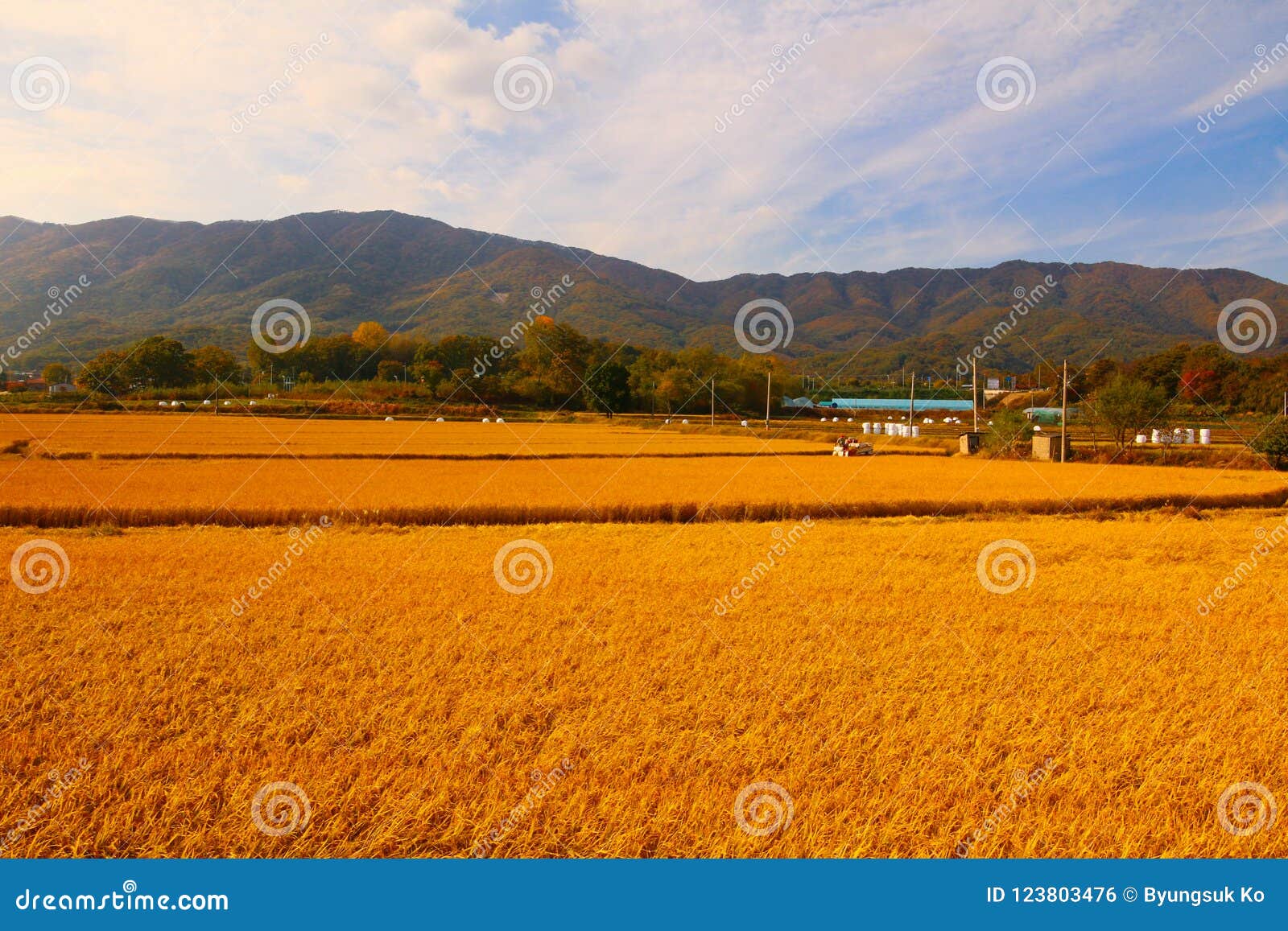 Golden Ripe Rice Field in Korea Stock Photo - Image of organic ...