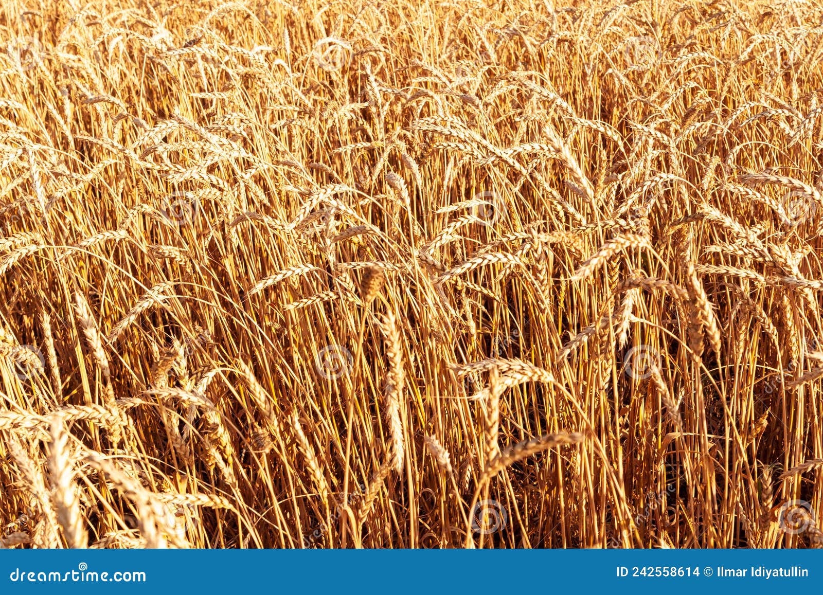 Ripe Ears of Wheat. Golden, Ripe Wheat Field As Background Stock Photo ...