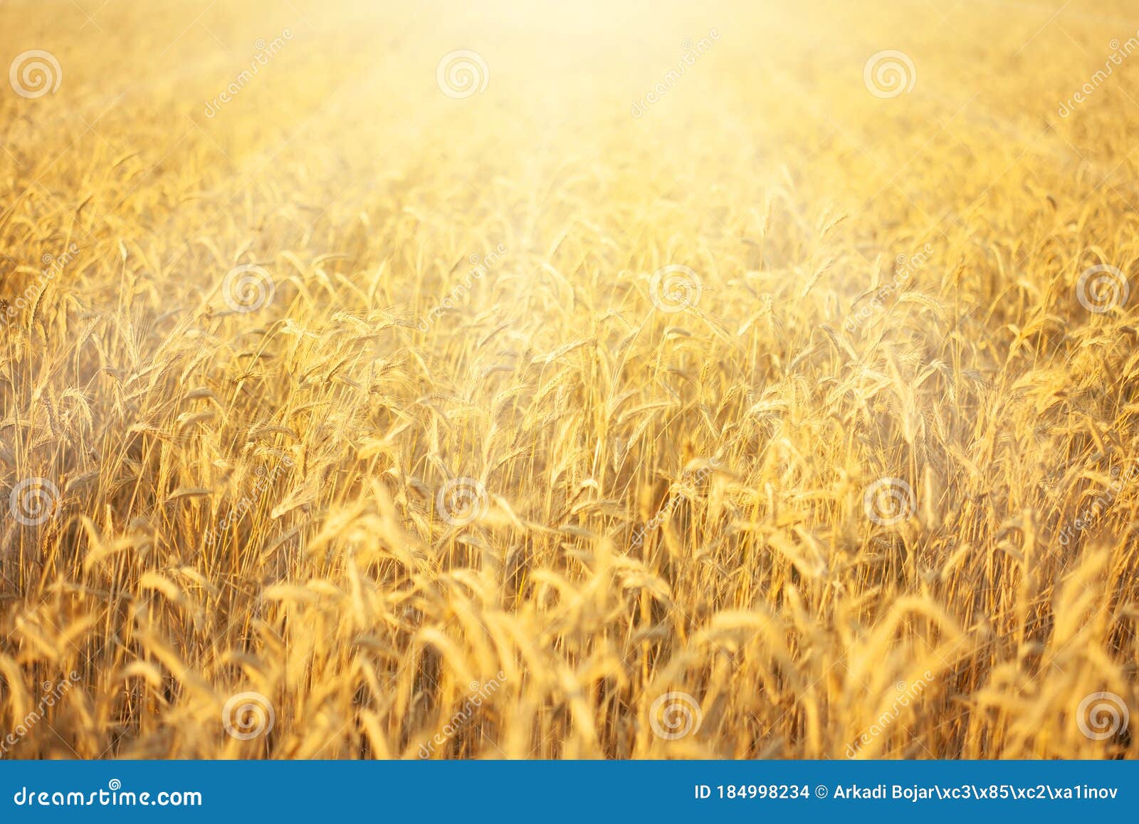 Golden ripe wheat field stock photo. Image of fields - 184998234