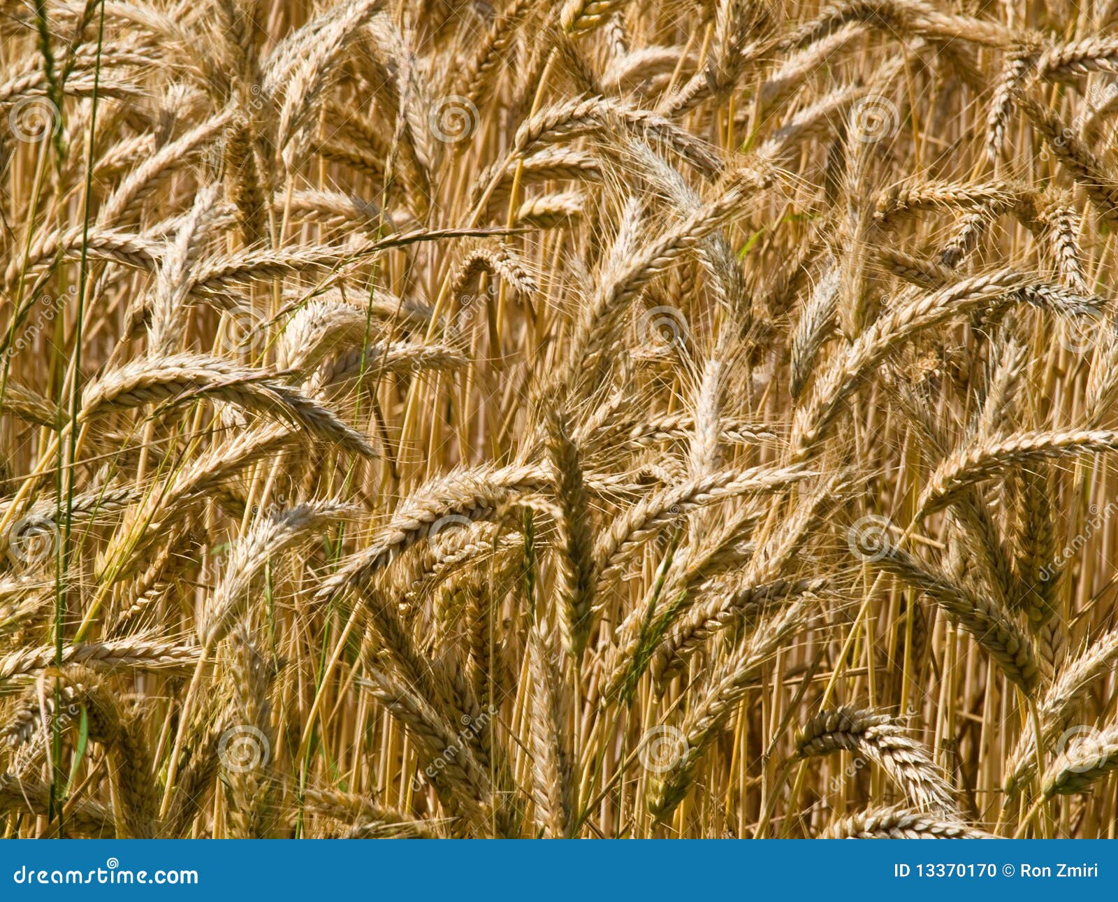 Golden ripe wheat grain stock photo. Image of field, wheat - 13370170