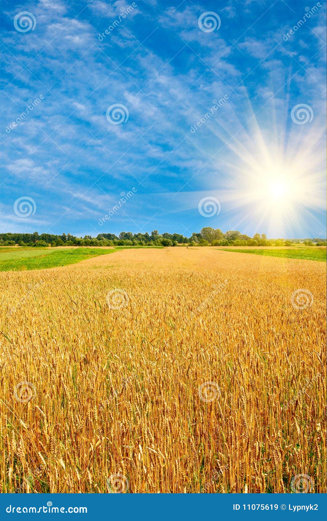 Golden Ripe Wheat and Sun,blue Sky with Clouds. Stock Image - Image of ...