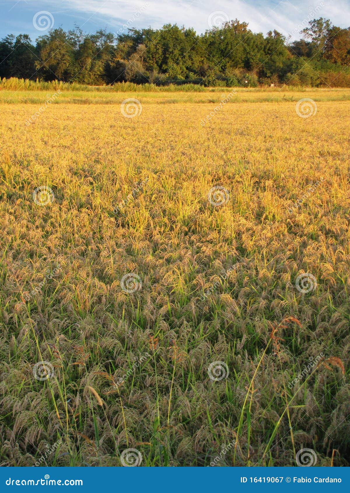 Golden rise stock image. Image of fall, autumn, outdoor - 16419067