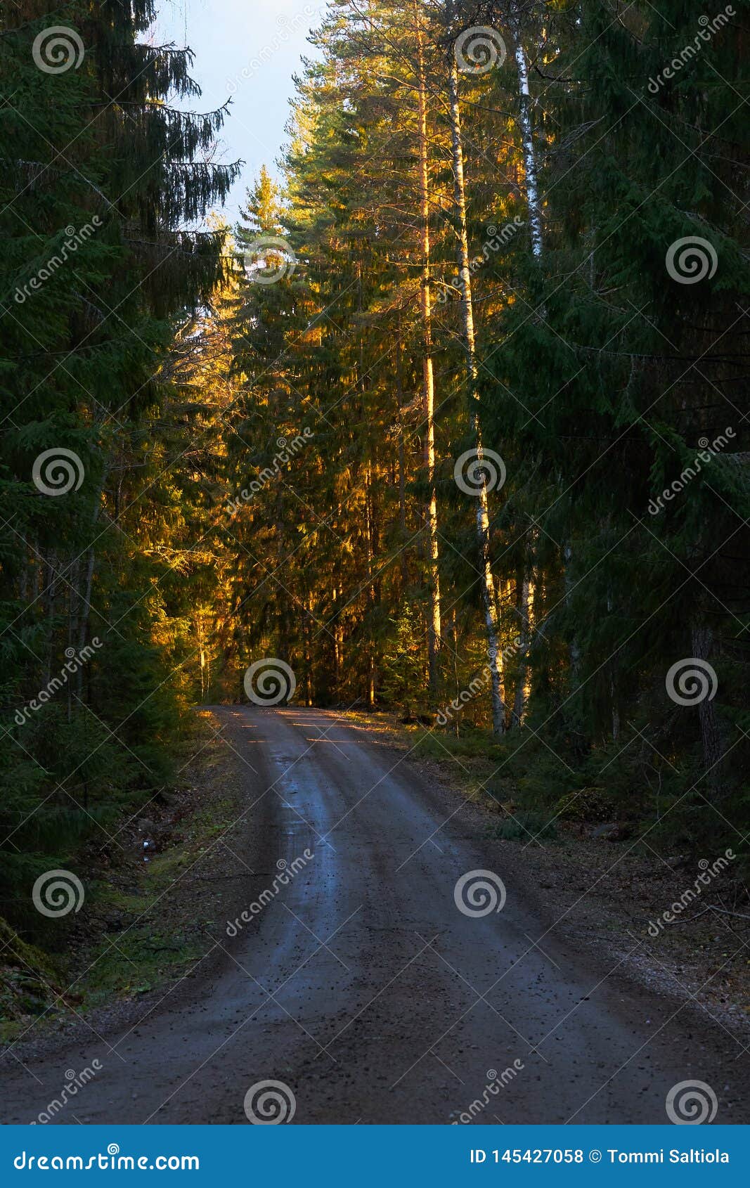 Golden Road stock photo. Image of autumn, dawn, nature - 145427058