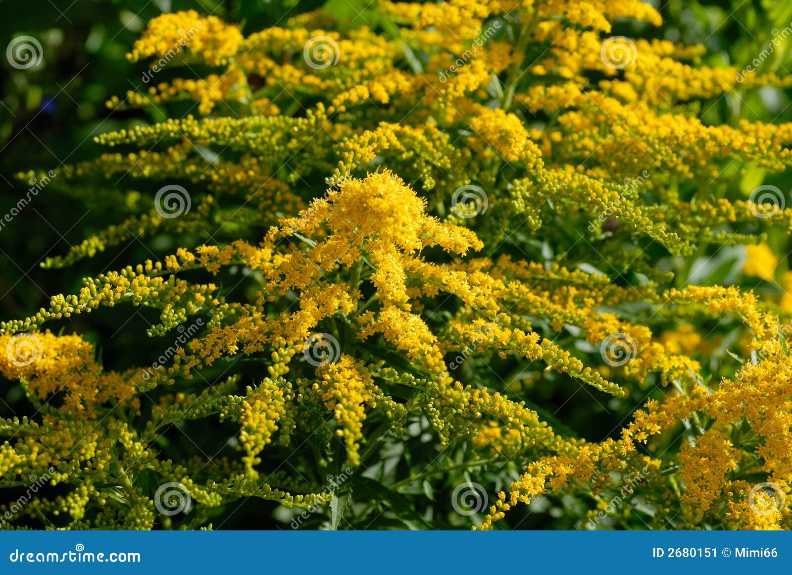 Golden rod stock image. Image of summer, herbs, green - 2680151
