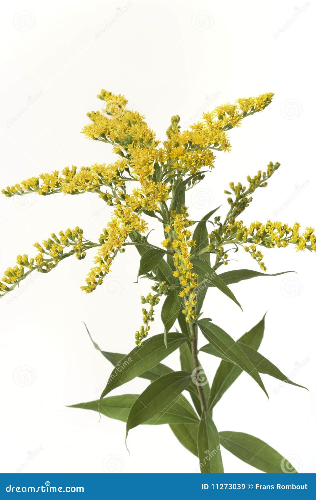 Golden Rod with Yellow Flower Stock Image - Image of herb, solidago ...