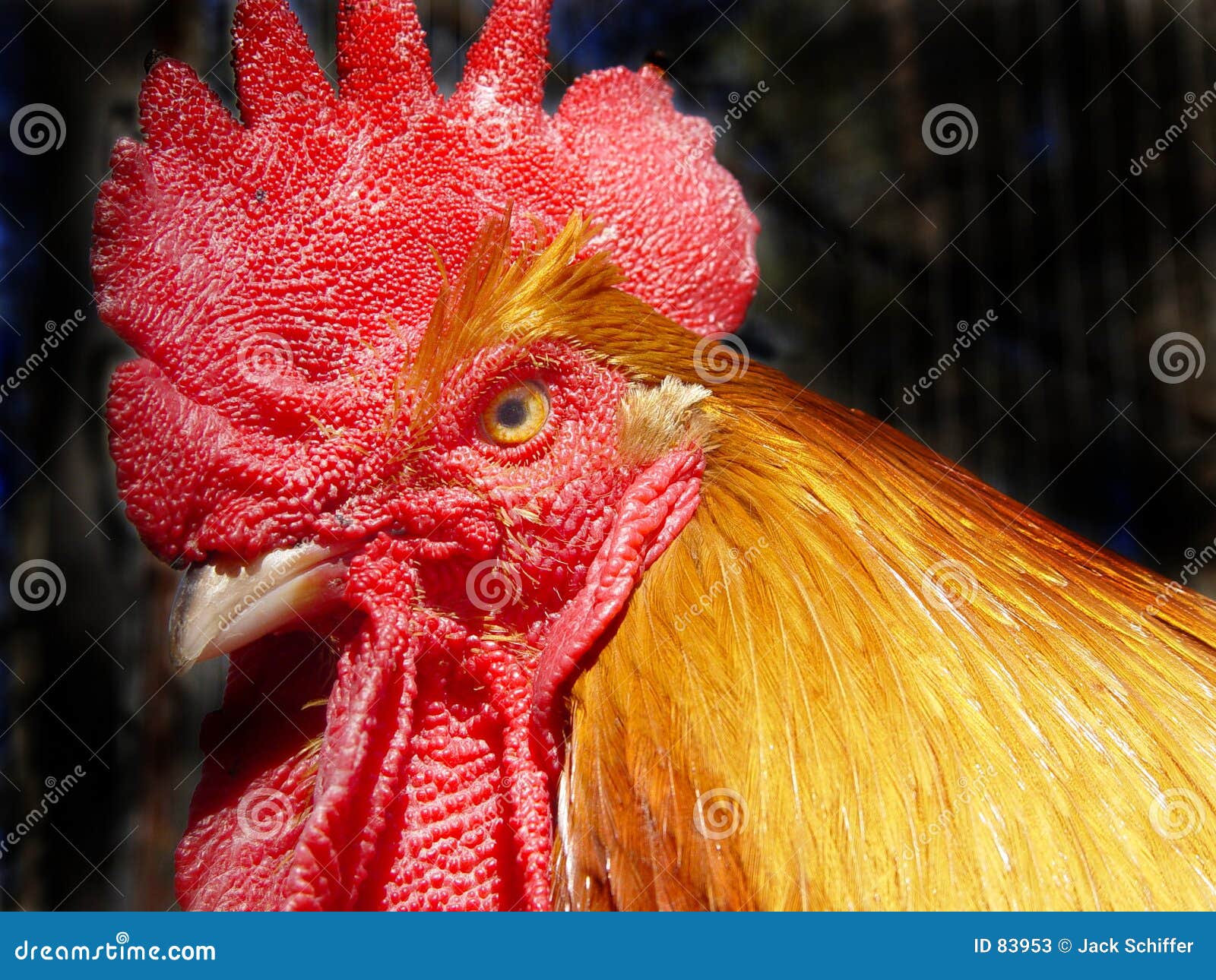 Golden Rooster stock image. Image of animal, farm, golden - 83953