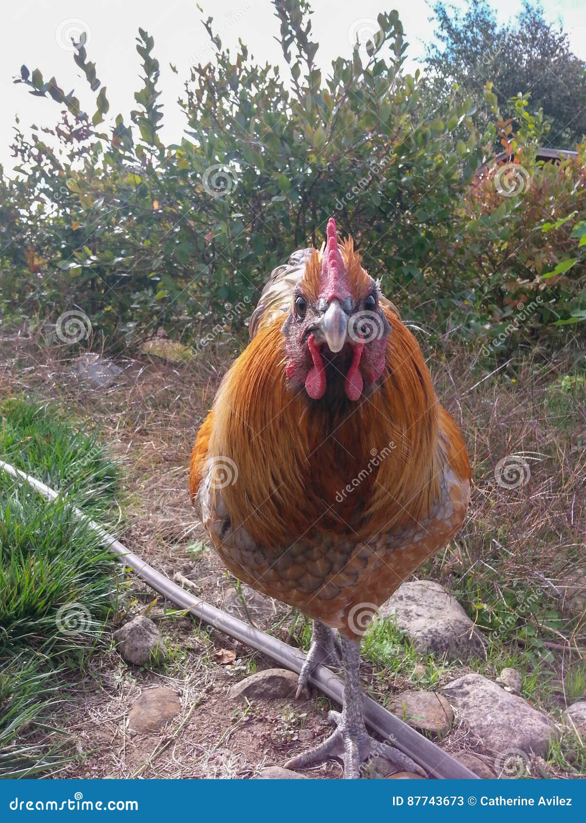 Golden Rooster Straight-on stock image. Image of scales - 87743673