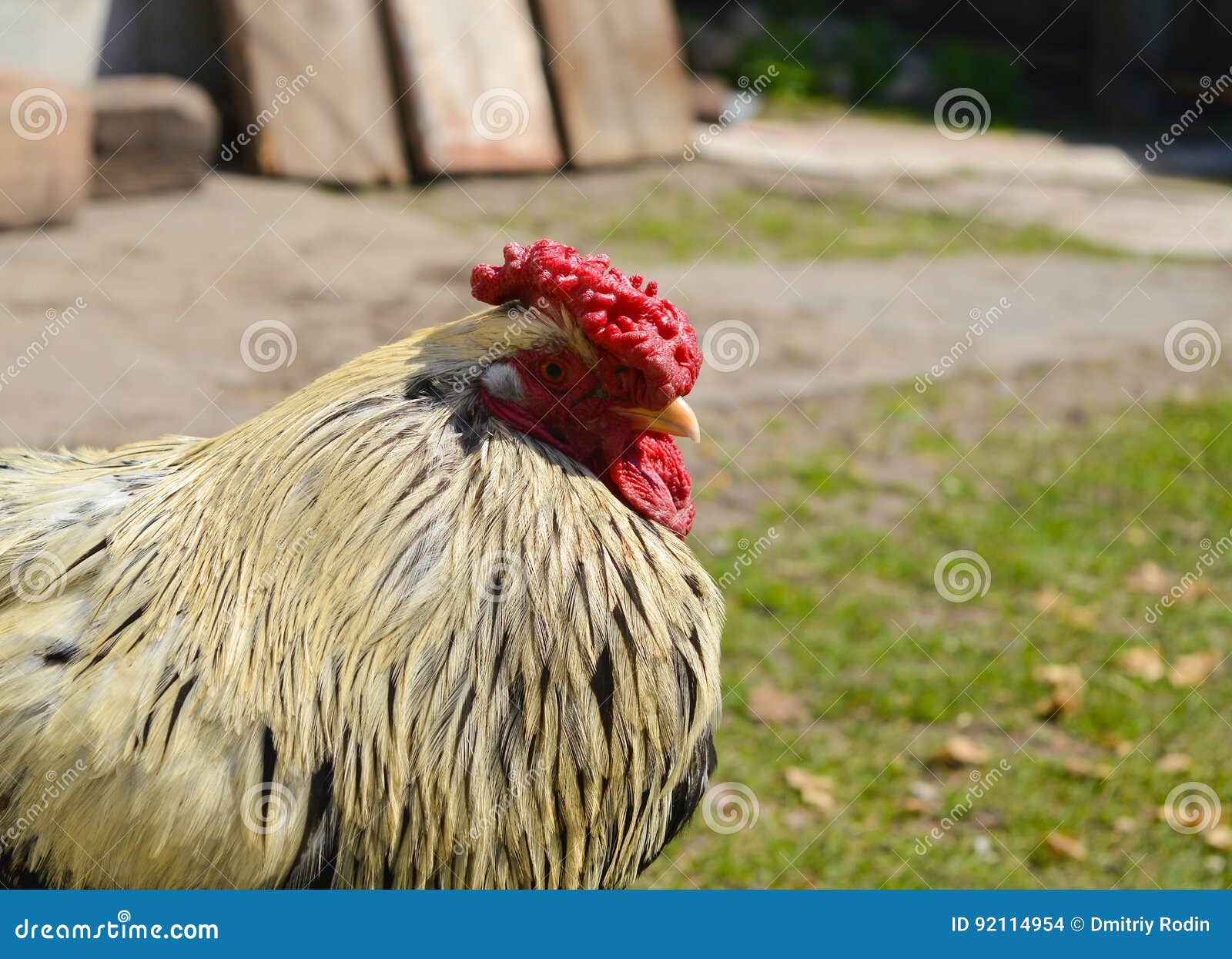 Golden rooster stock photo. Image of chick, farmyard - 92114954