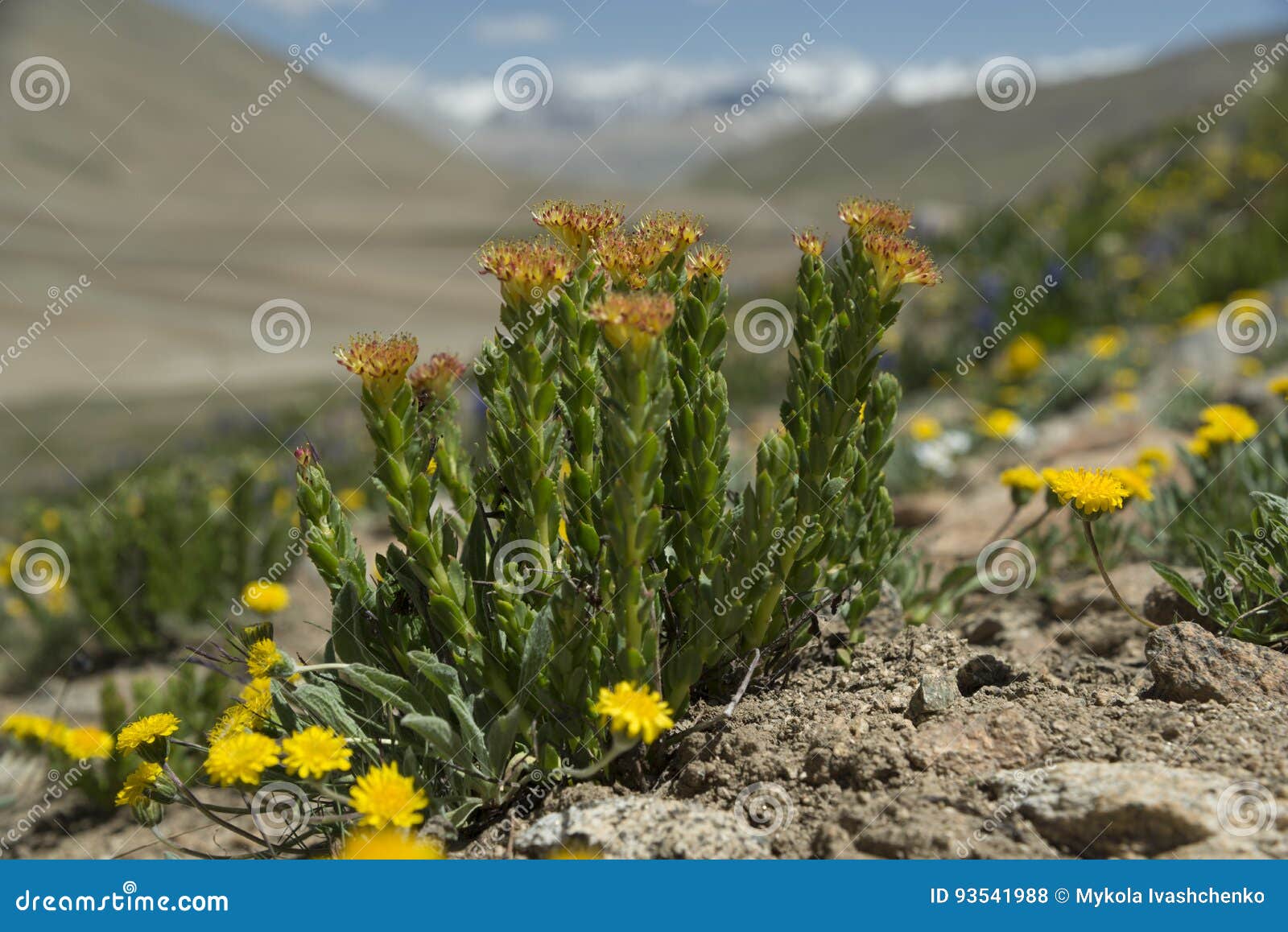 Golden Root Blossom in Mountains Stock Photo - Image of outdoor ...
