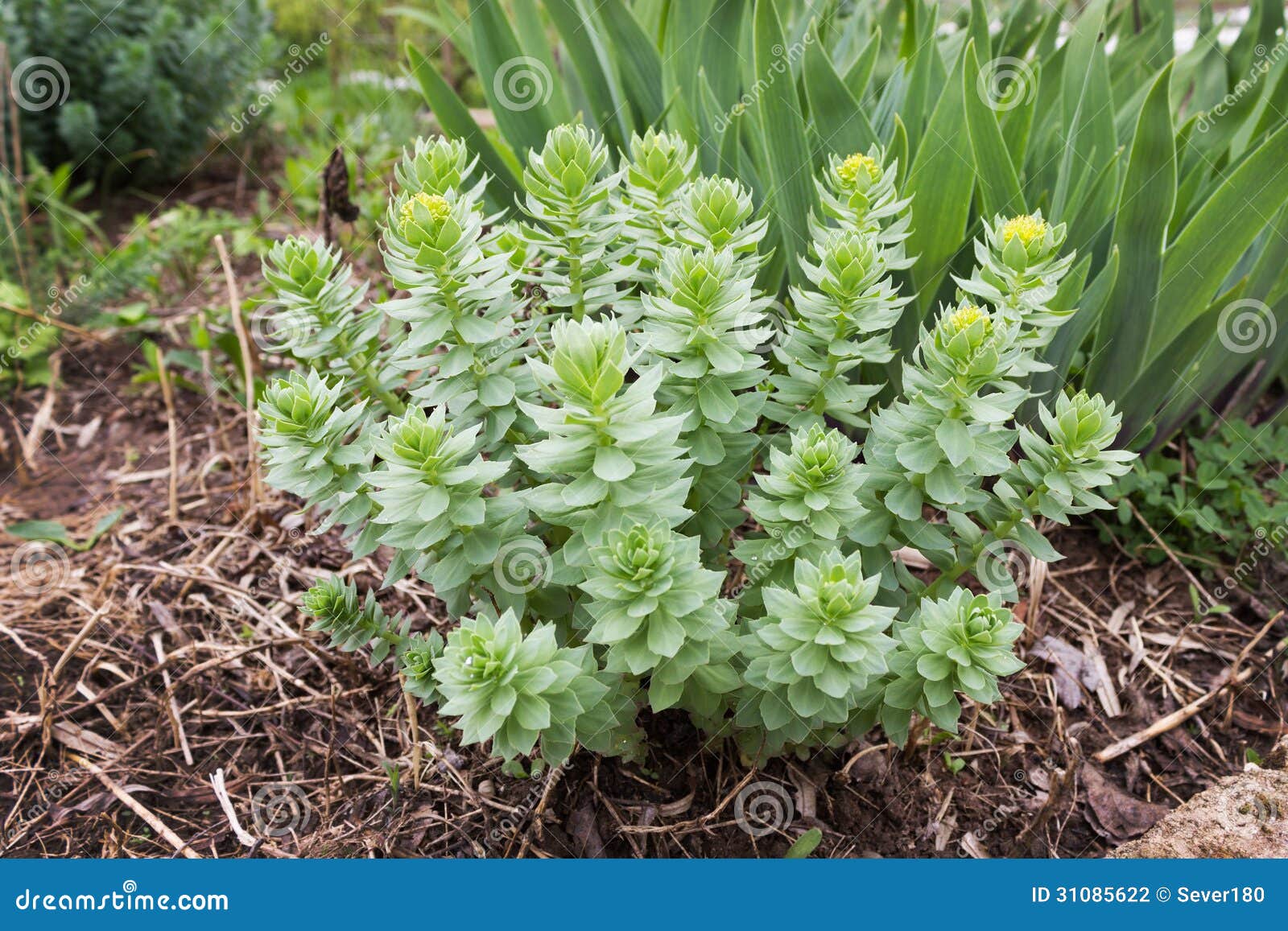 Golden Root in the Flowerbed Stock Photo - Image of therapeutic, nature ...