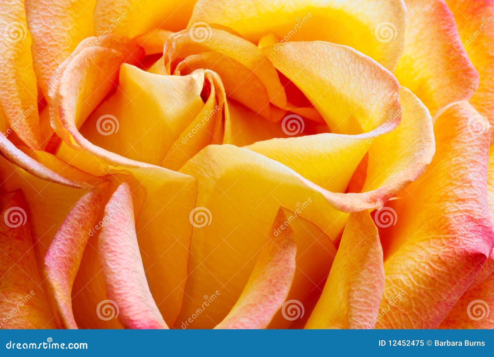 Golden Rose stock image. Image of brilliant, purity, innocent - 12452475