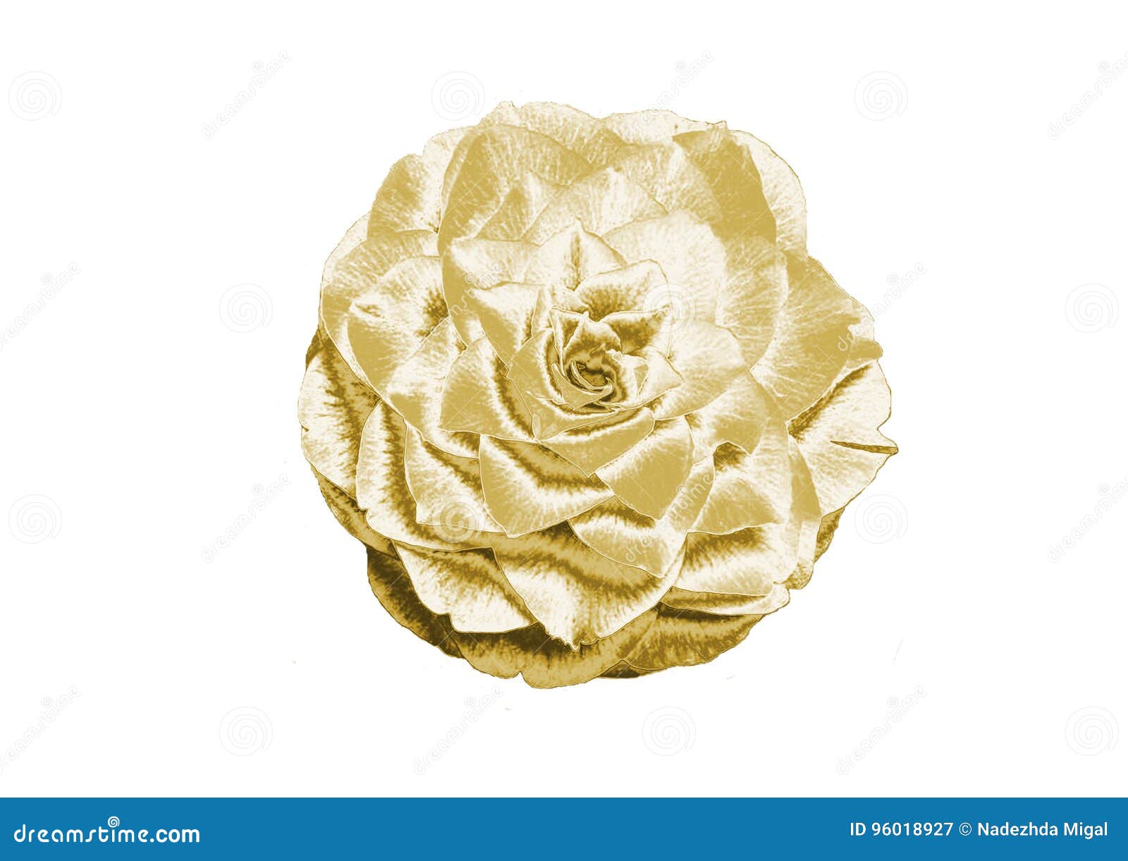 Golden Rose stock image. Image of flowers, white, rose - 96018927