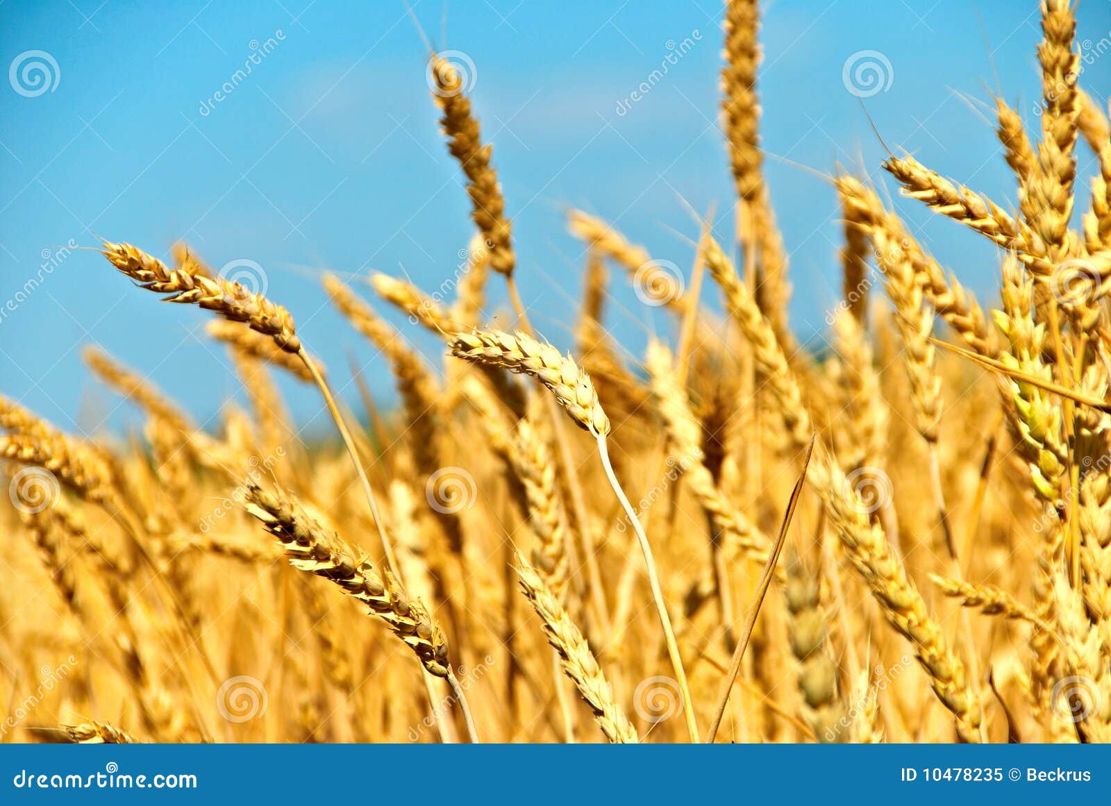 Golden rye stock image. Image of field, farming, clouds - 10478235