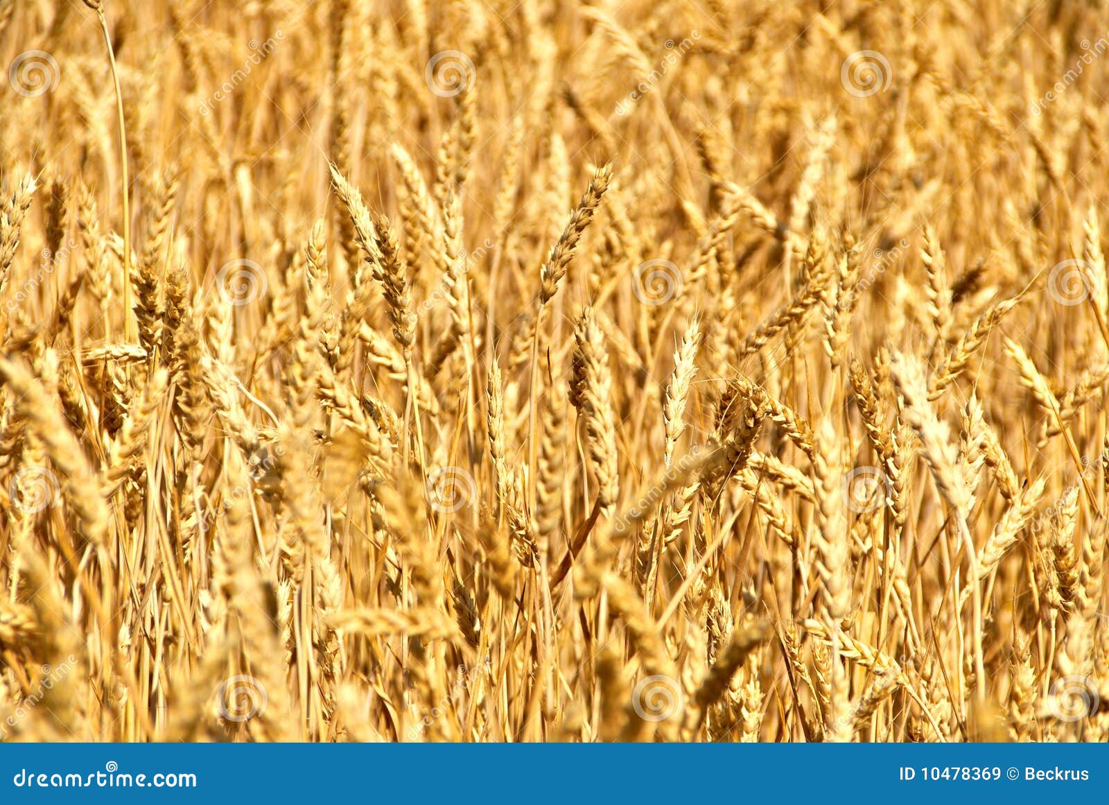 Golden rye stock image. Image of corn, summer, golden - 10478369