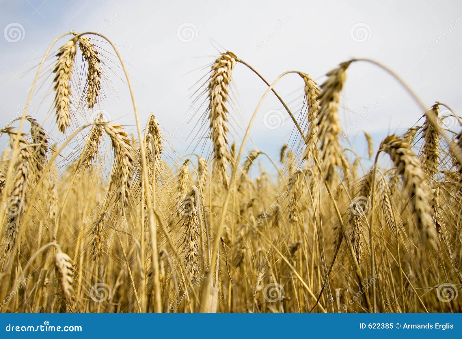 Golden rye closeup stock image. Image of cereal, mellowness - 622385