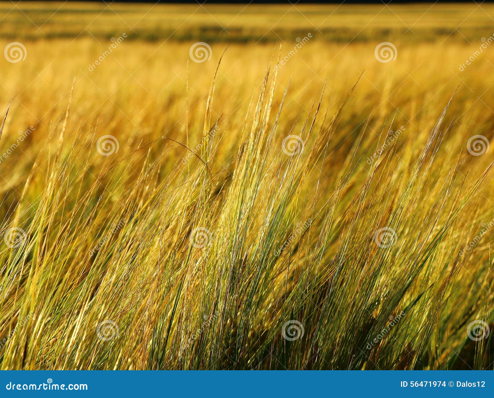 Golden rye field in summer stock photo. Image of horizon - 56471974