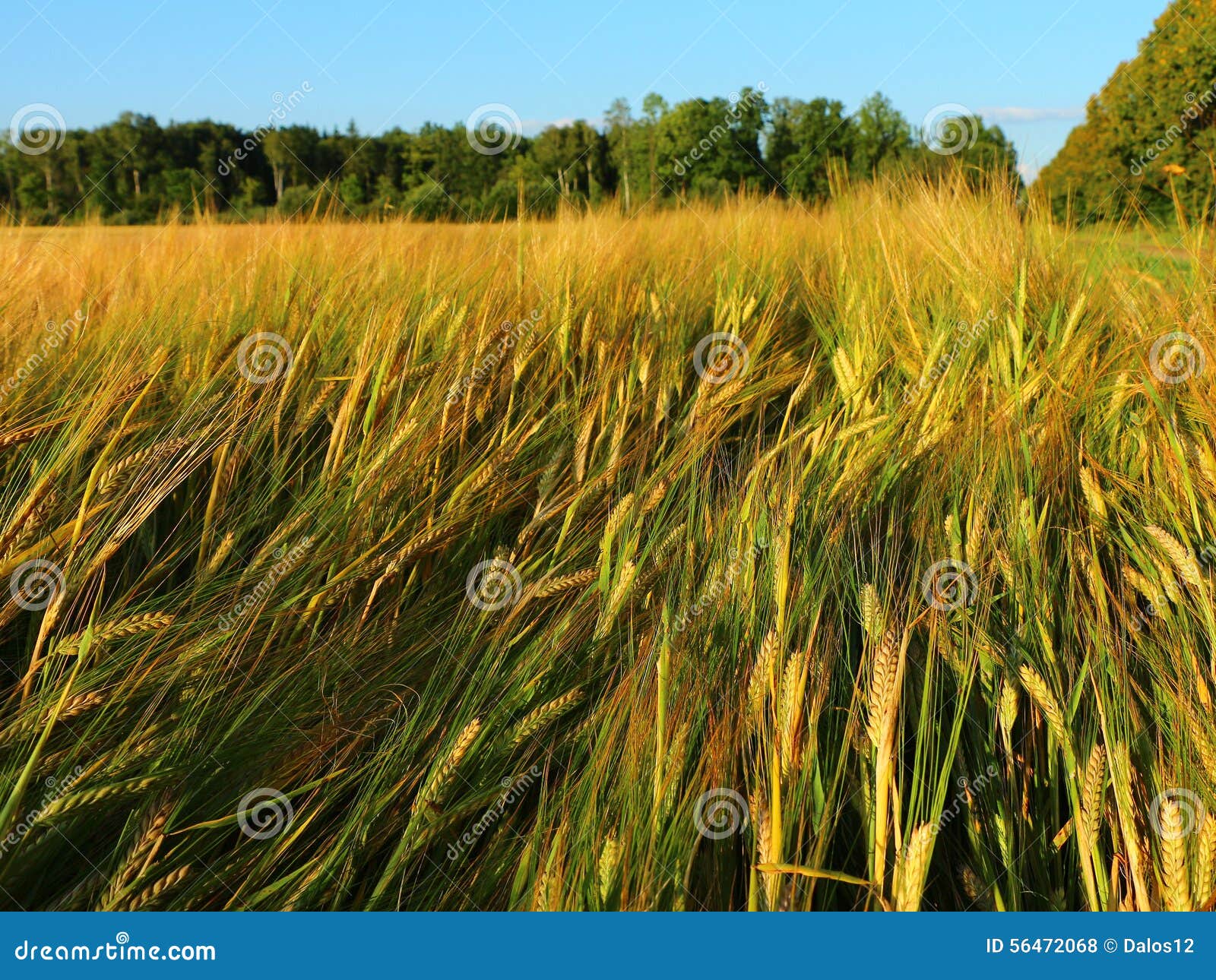 Golden rye field in summer stock photo. Image of landscape - 56472068