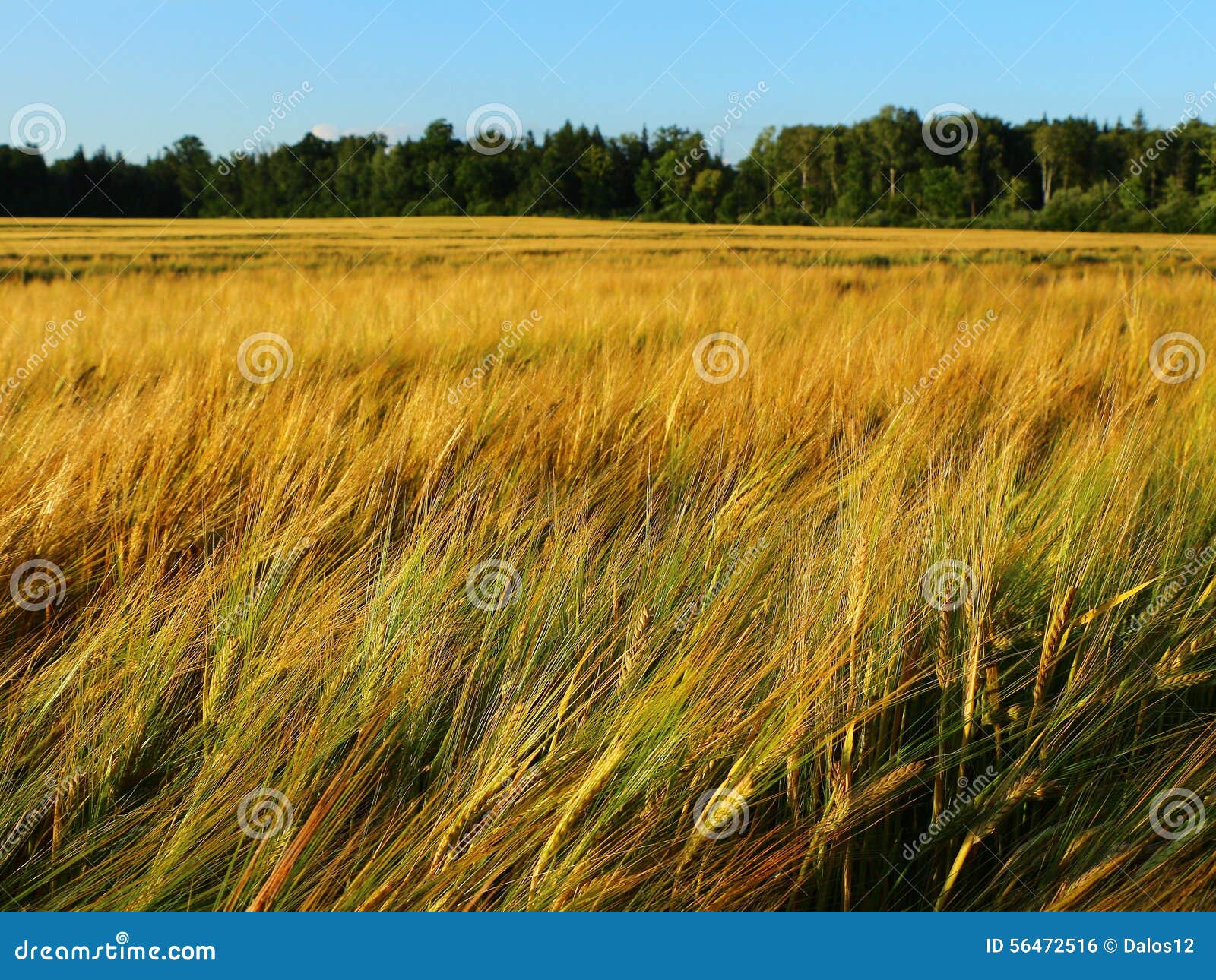 Golden rye field in summer stock photo. Image of ryeplant - 56472516