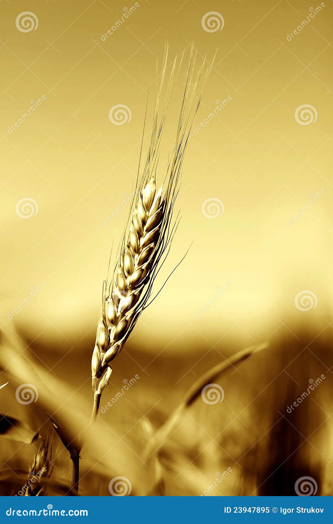 Golden rye grain in field stock image. Image of crop - 23947895