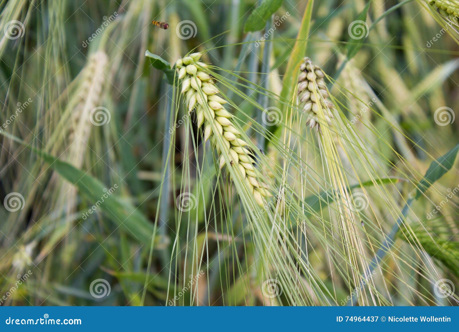 Golden Rye Secale Cereale, Close-up Stock Image - Image of botanical ...
