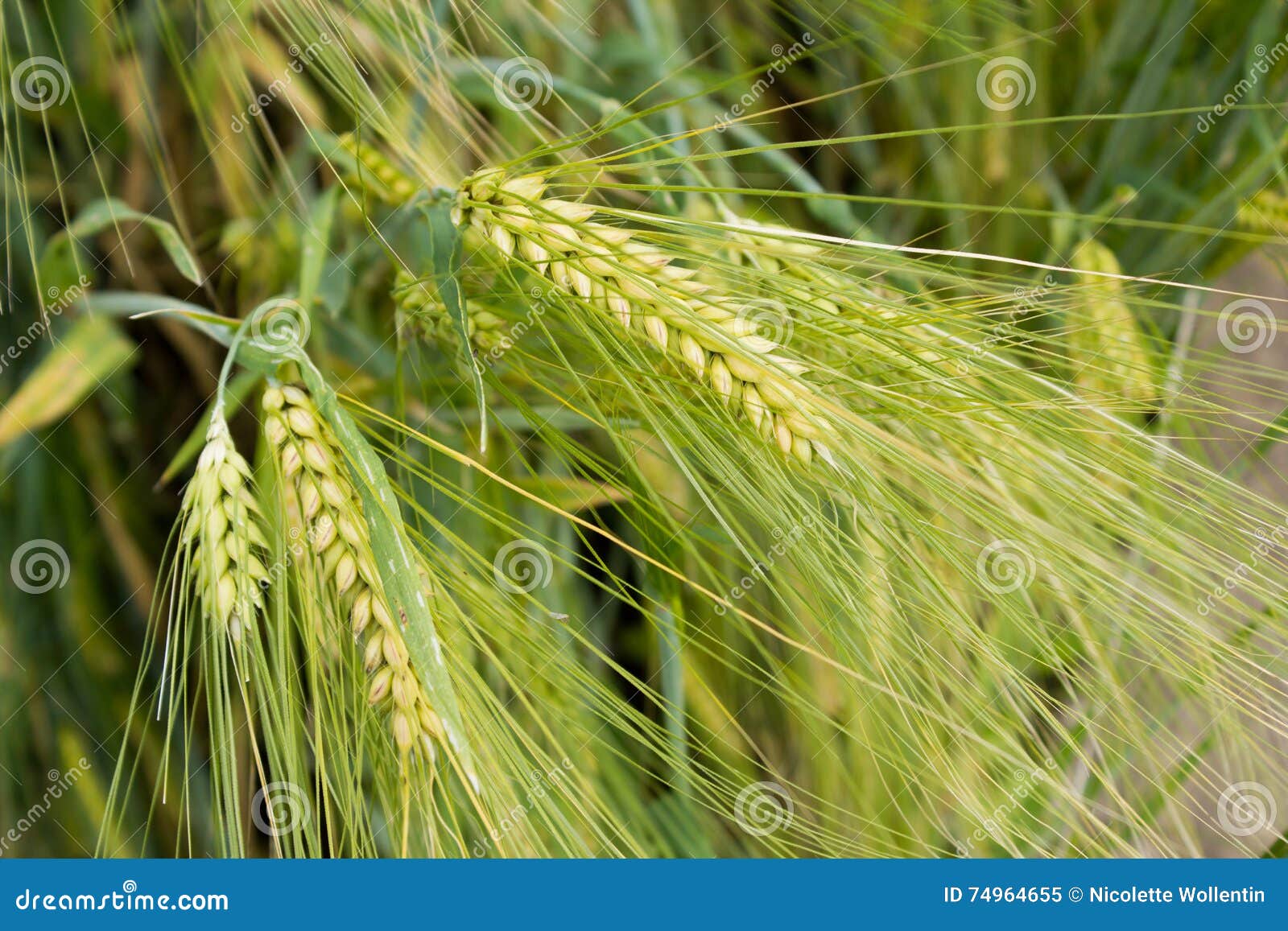 Golden Rye Secale Cereale, Close-up Stock Image - Image of health ...