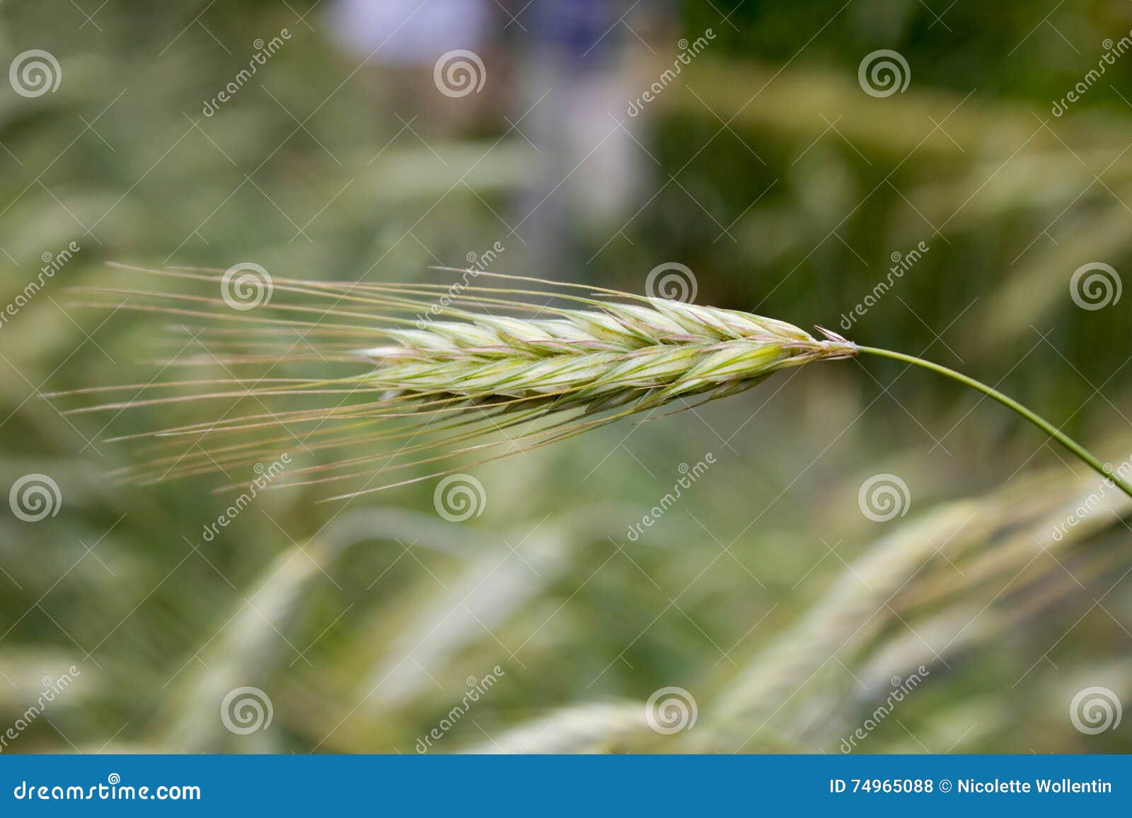 Golden Rye Secale Cereale, Close-up Stock Photo - Image of golden ...