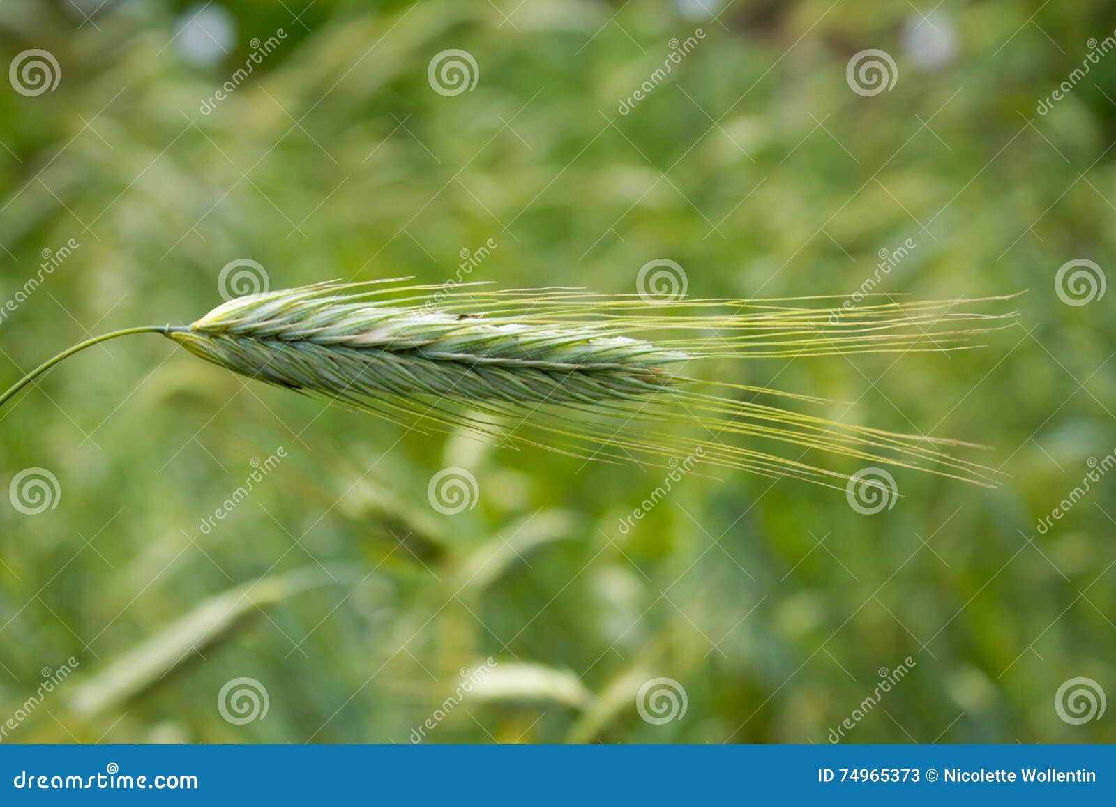 Golden Rye Secale Cereale, Close-up Stock Image - Image of farmers ...