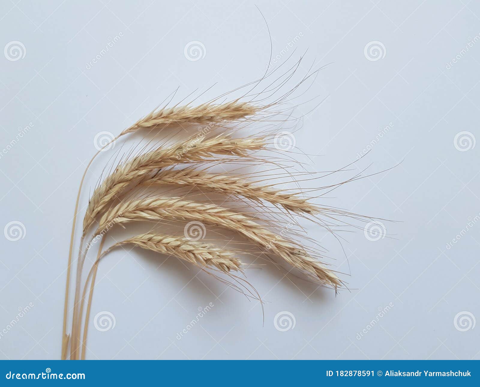 Golden Rye on a White Background. Background with Copyspace Stock Image ...