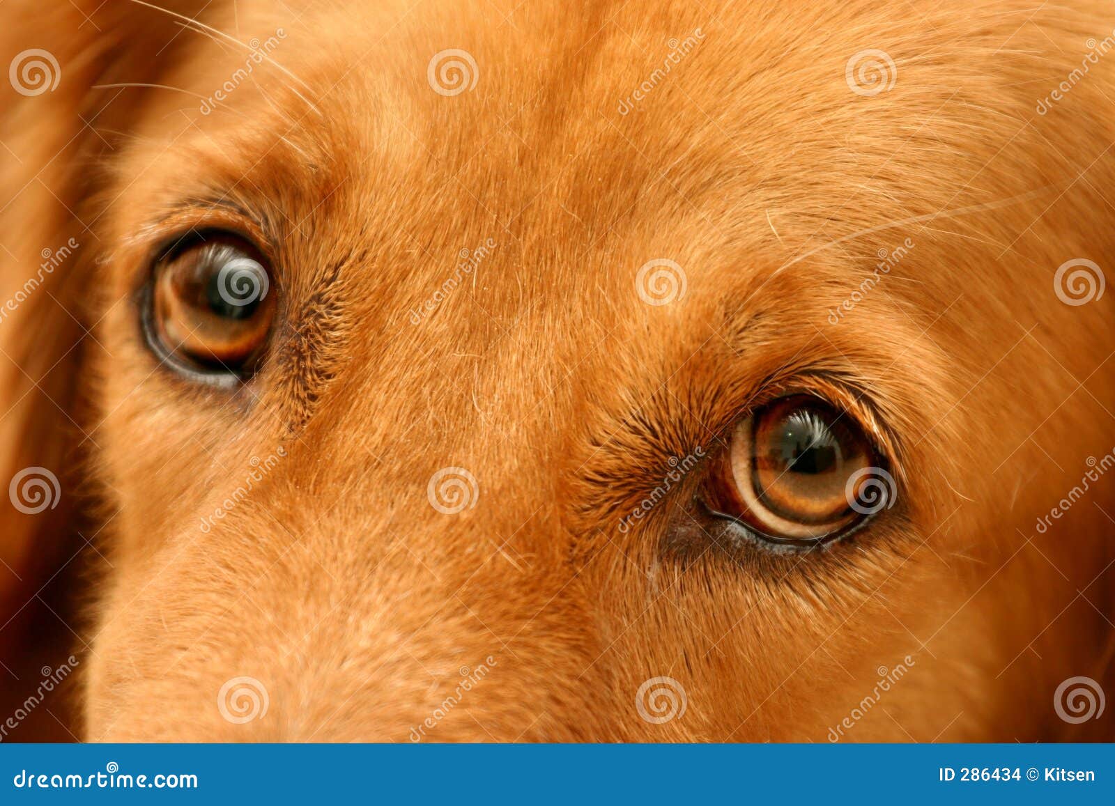 Golden s eyes stock photo. Image of worried, dark, retriever - 286434