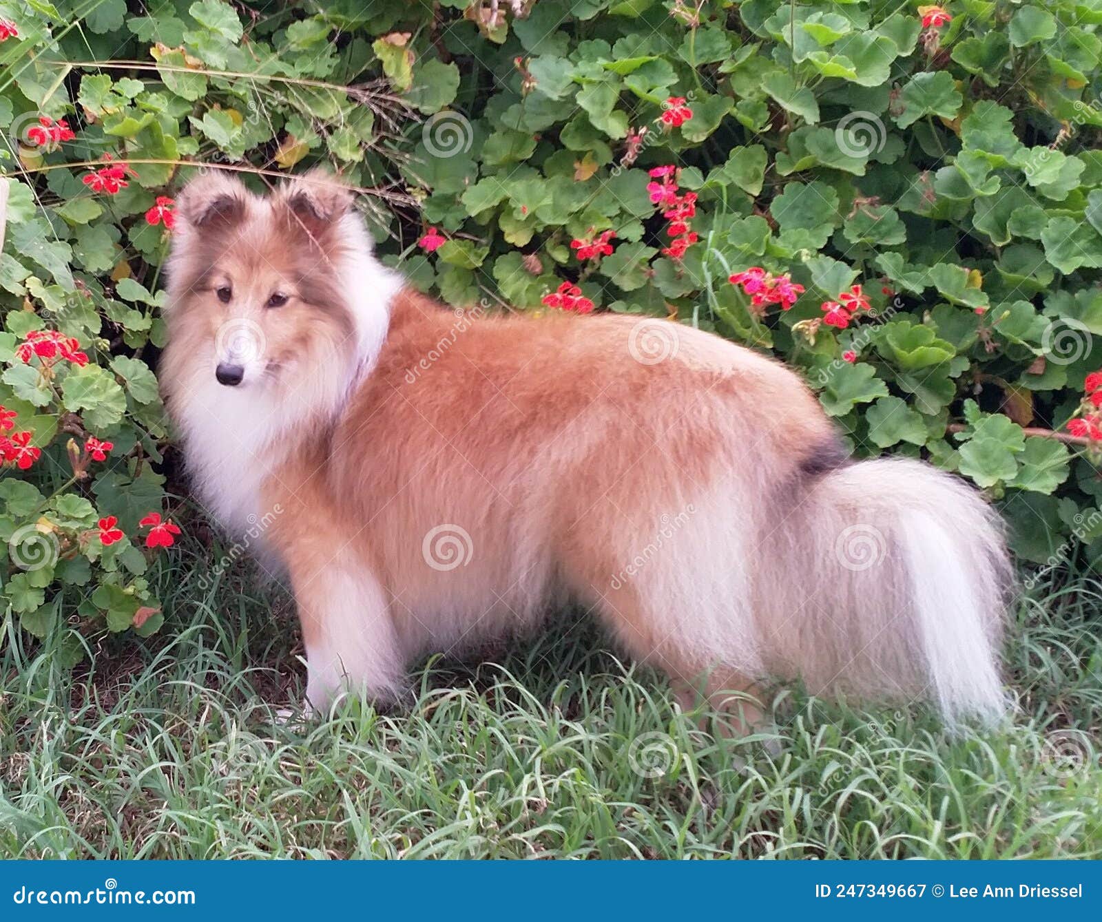 Sheltie with Geraniums stock image. Image of golden - 247349667