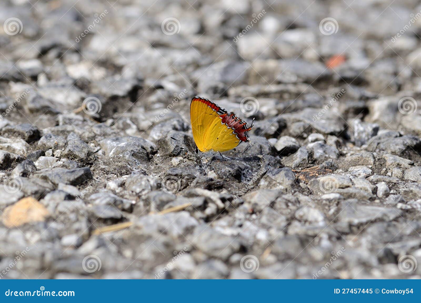 Golden Sapphire Butterfly (Hellophorus Brahma) Stock Image - Image of ...