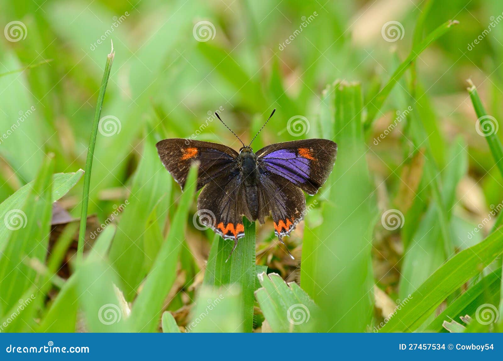 Golden Sapphire Butterfly (Hellophorus Brahma) Stock Photo - Image of ...