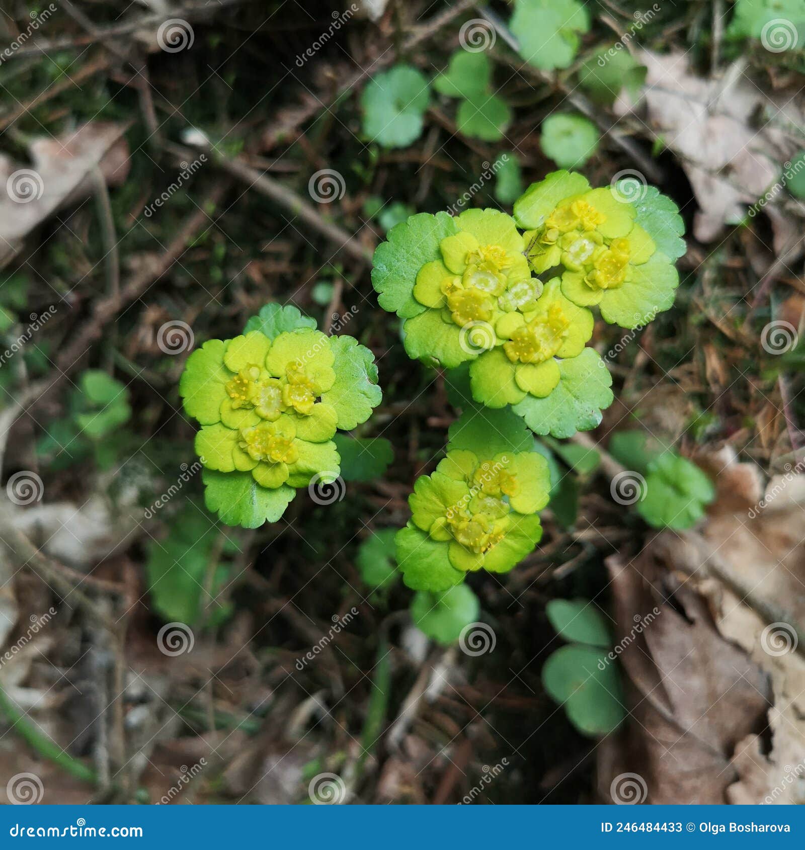 Golden Saxifrage Flowering Plan Stock Image - Image of summer ...