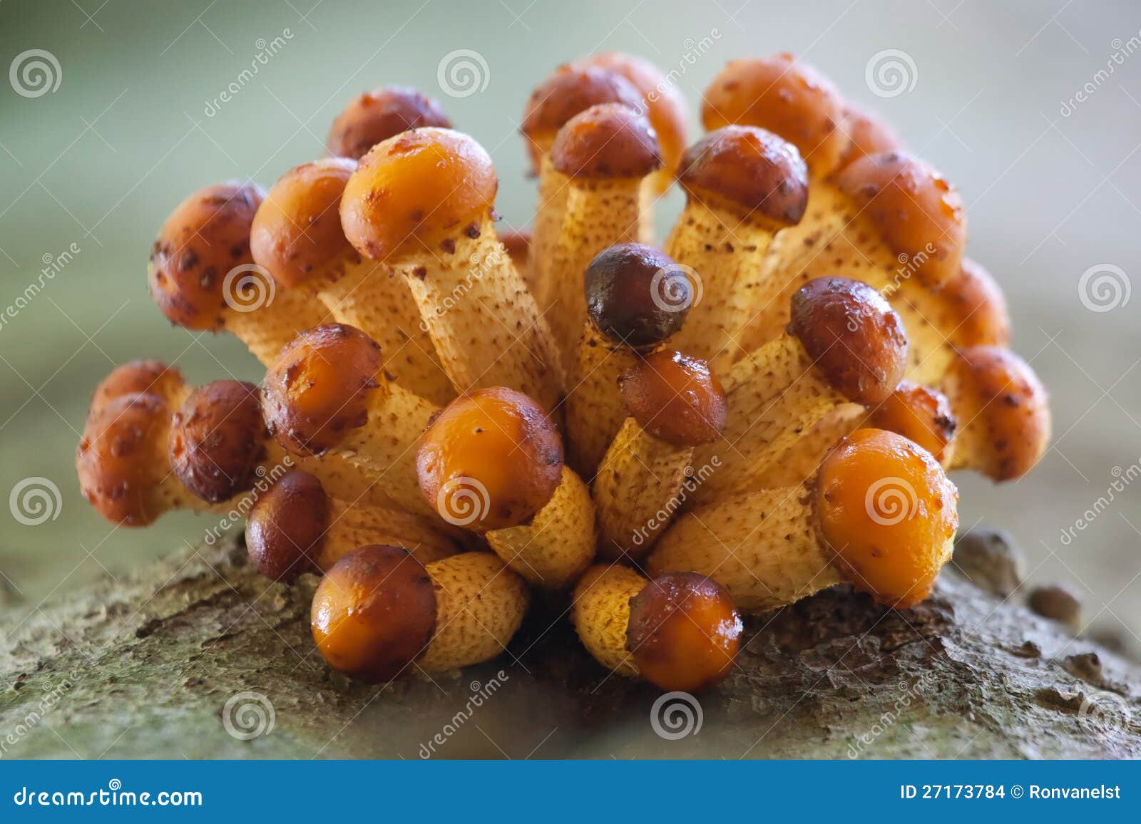Golden scale-cap mushroom stock photo. Image of design - 27173784