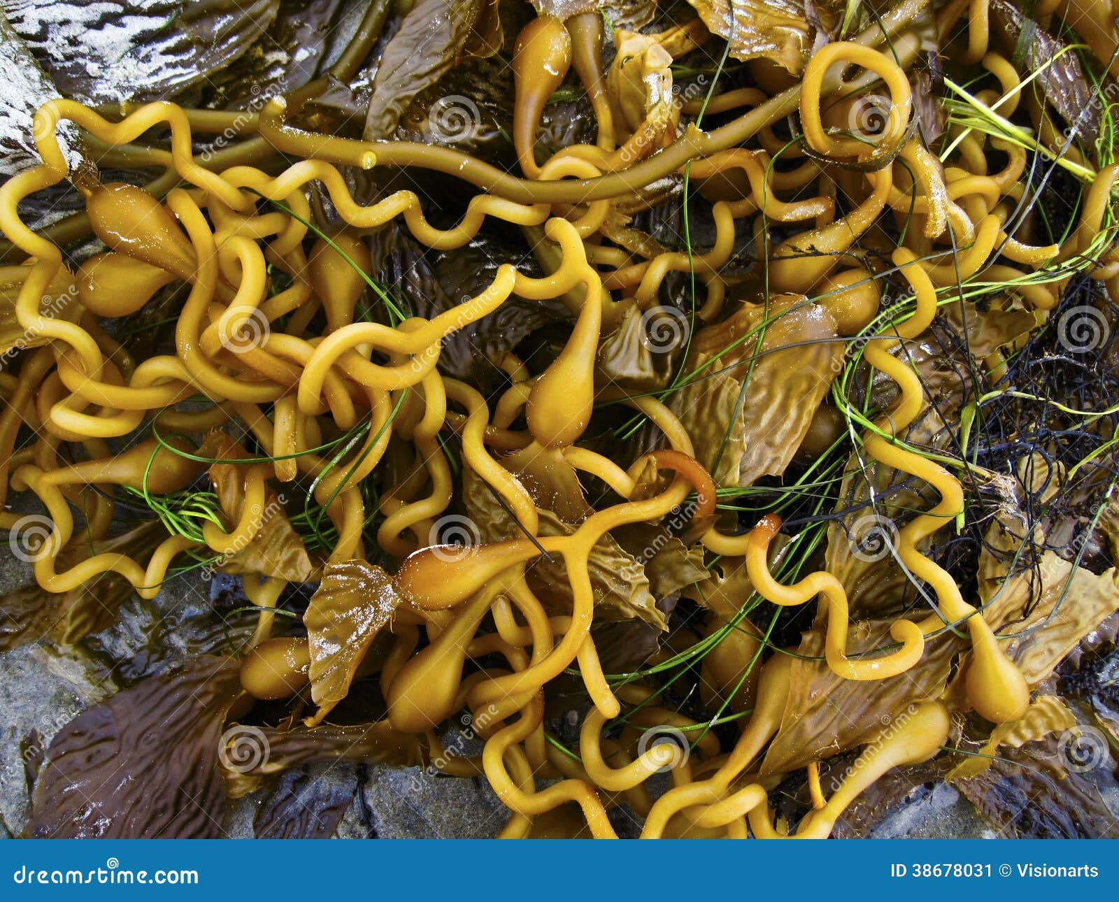 Golden Sea Kelp On Sandy Ocean Beach Stock Image - Image of ocean ...