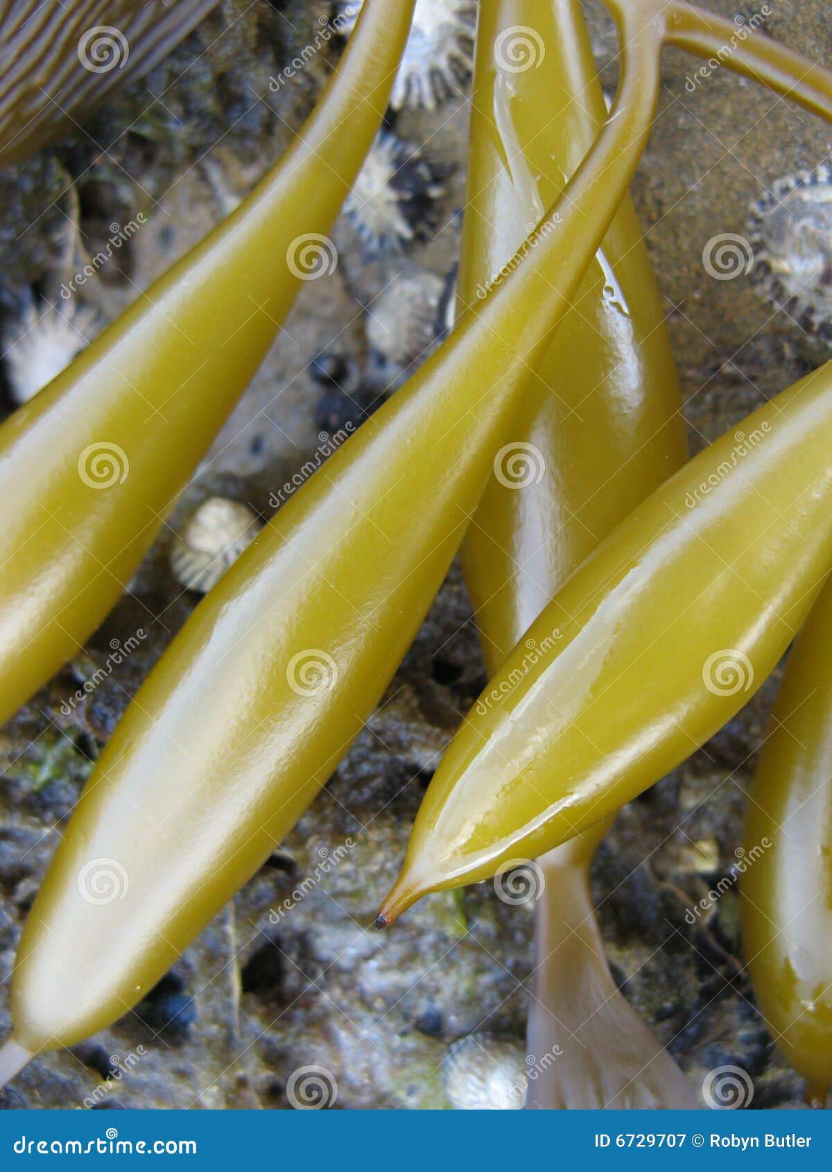 Golden seaweed detail stock image. Image of ocean, background - 6729707