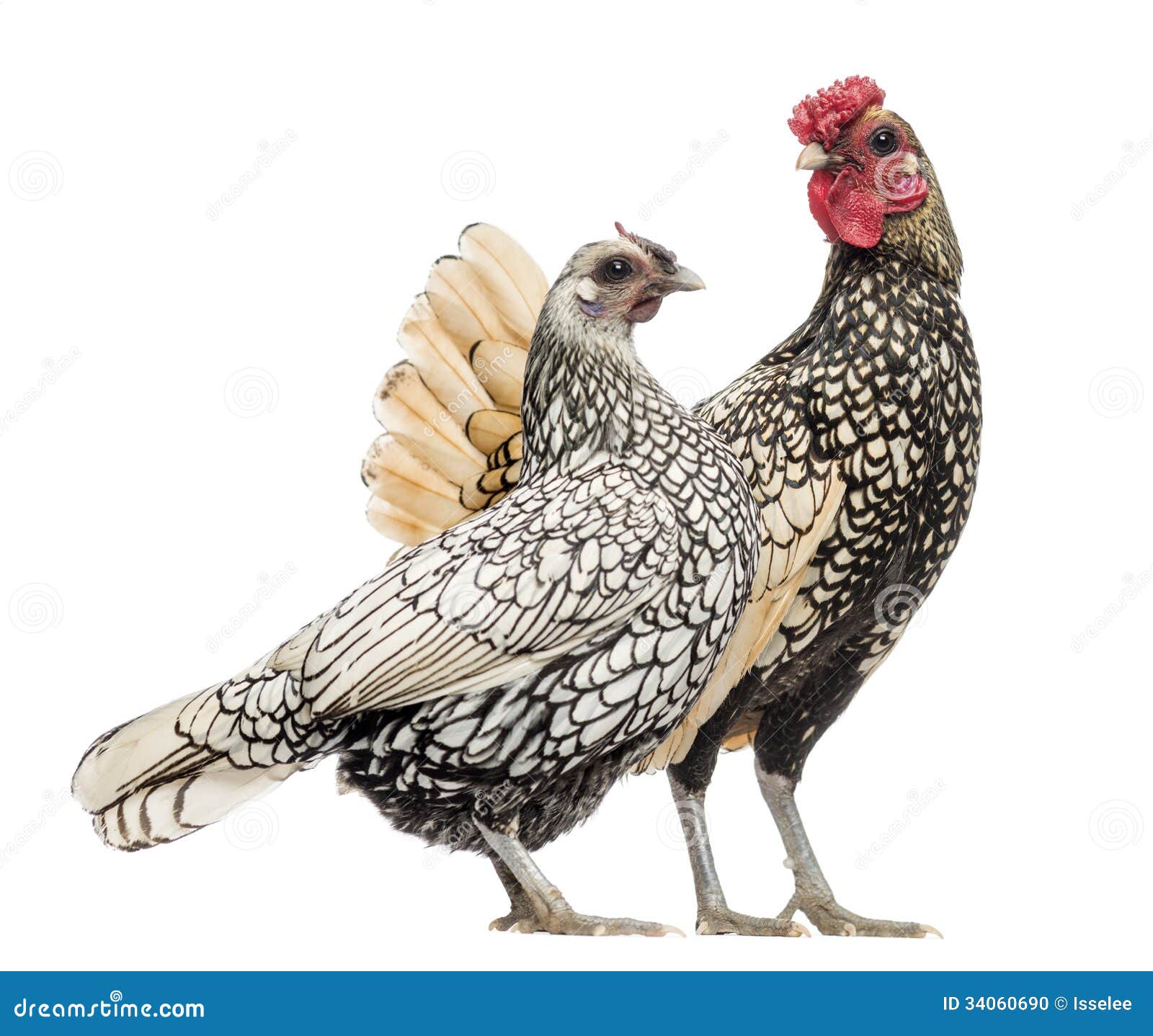 Golden Sebright Bantam Rooster and Silver Sebright Bantam Hen Stock ...