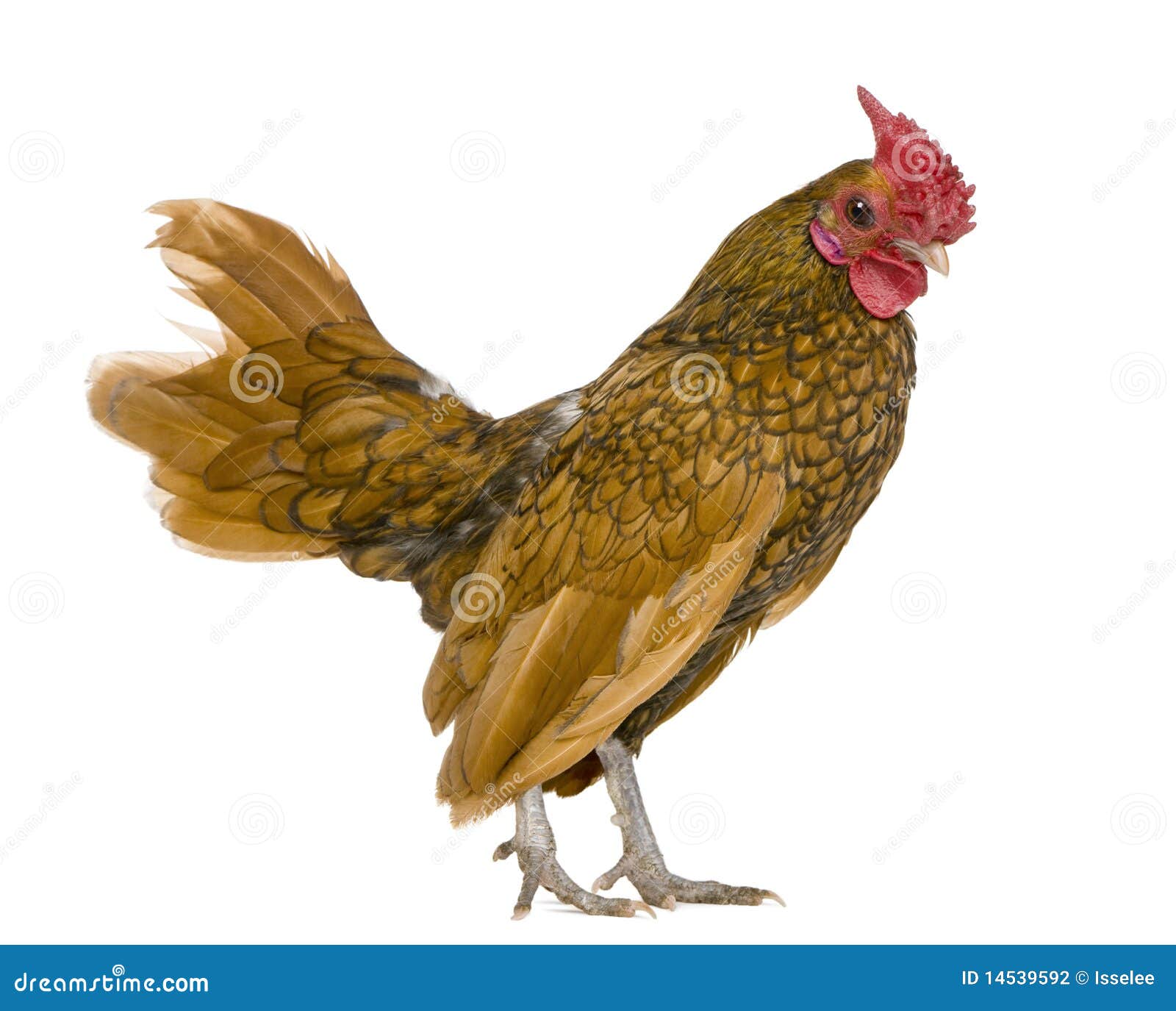 Golden Sebright Chicken Stock Image | CartoonDealer.com #114490345
