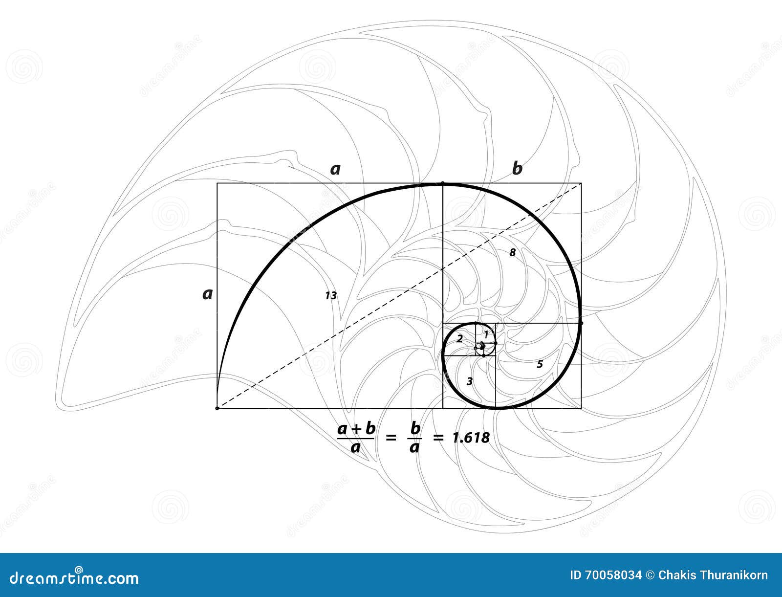 SHELL LINE ART. Vector Sea Shell. Continuous Line Drawing Vector ...