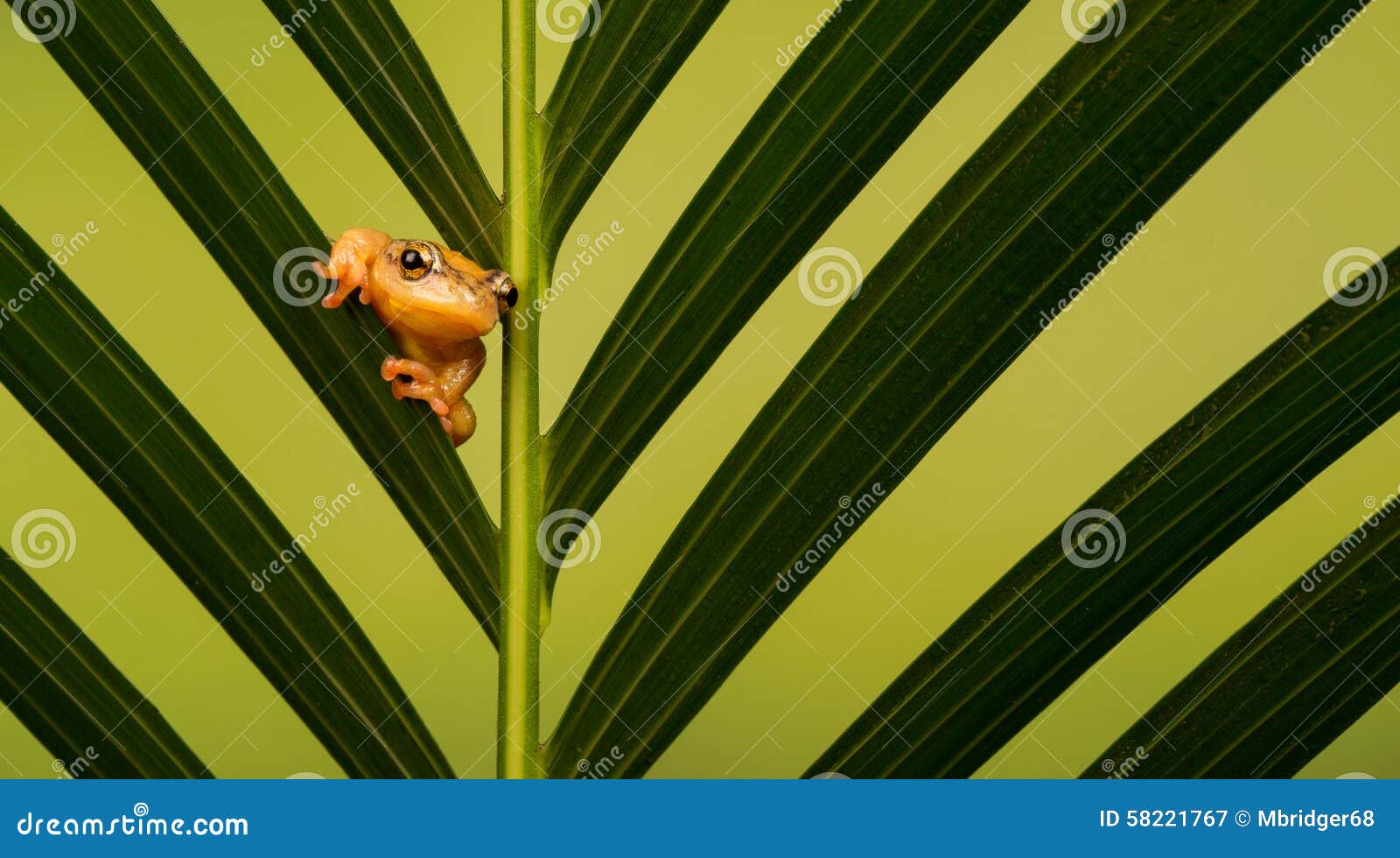 Golden sedge frog stock image. Image of colorful, amphibian - 58221767