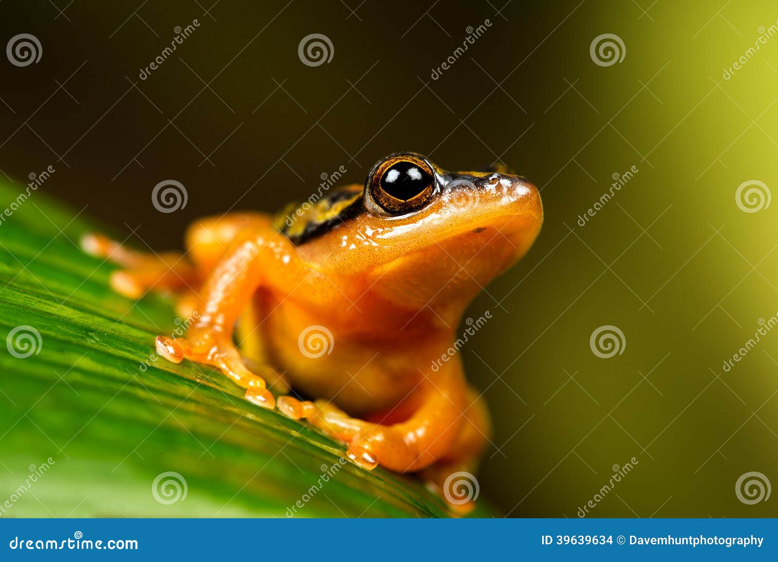 Golden Sedge Frog stock photo. Image of small, macro - 39639634