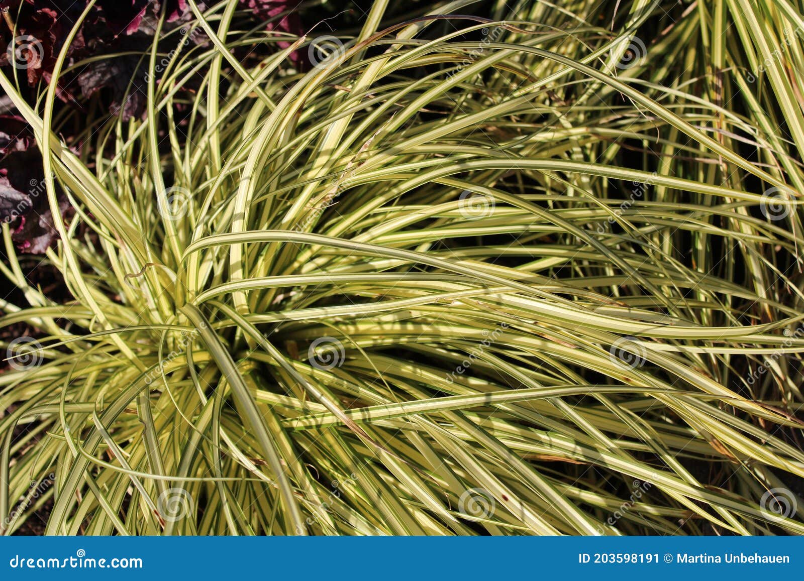 Golden sedge in the garden stock image. Image of hachijonensis - 203598191