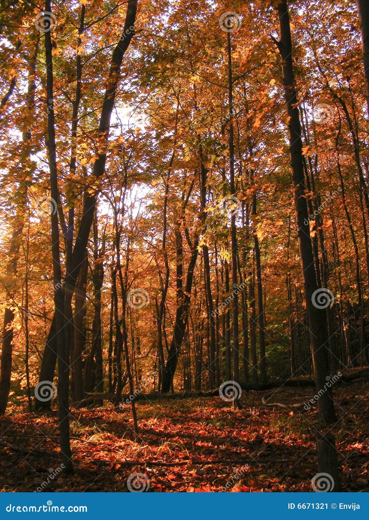 Golden September leaves stock image. Image of leaf, brown - 6671321