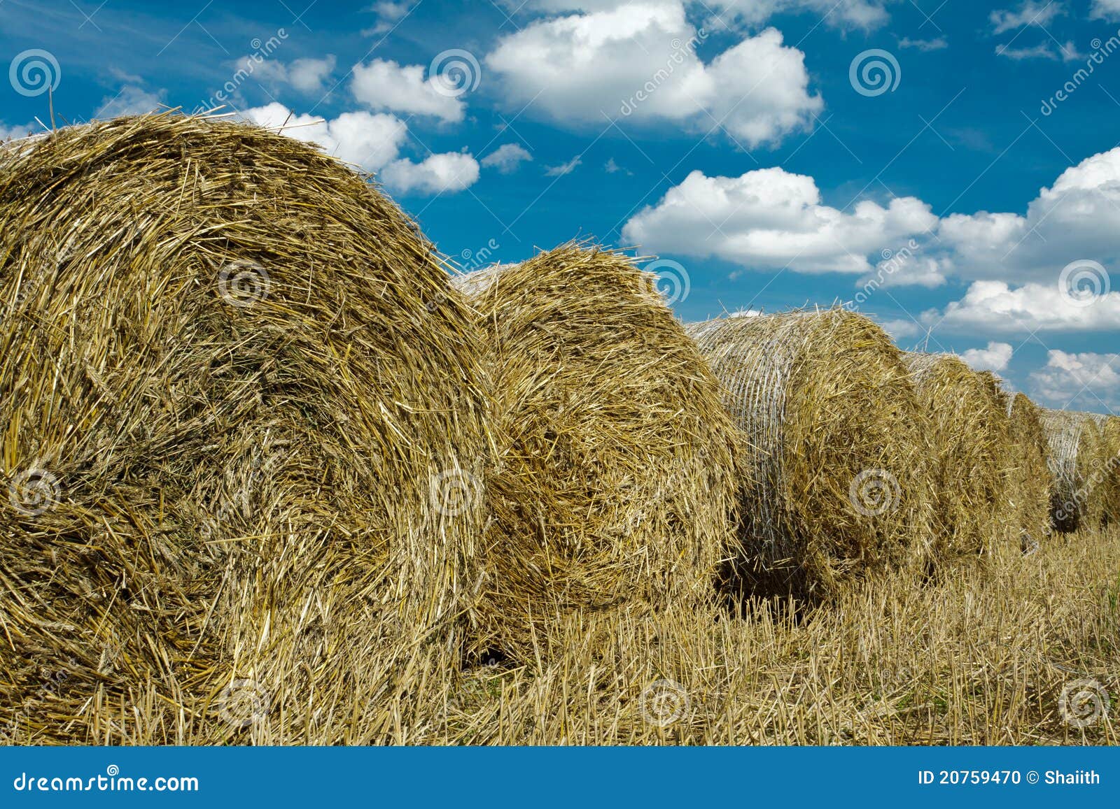 Golden Sheaf with Idylic Blue Sky Stock Photo - Image of corn, grain ...