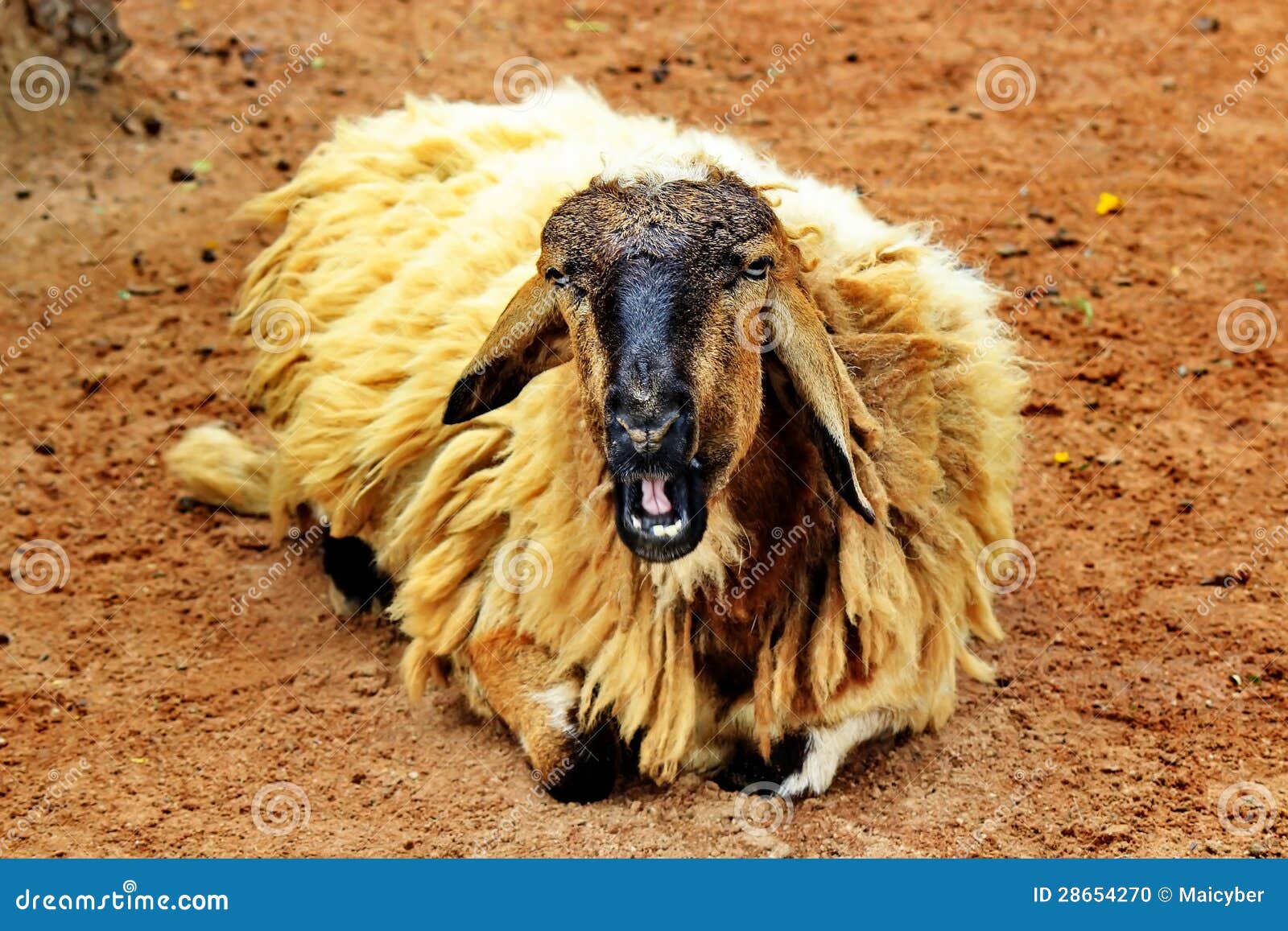 Golden Sheep stock photo. Image of golden, thai, thailand - 28654270