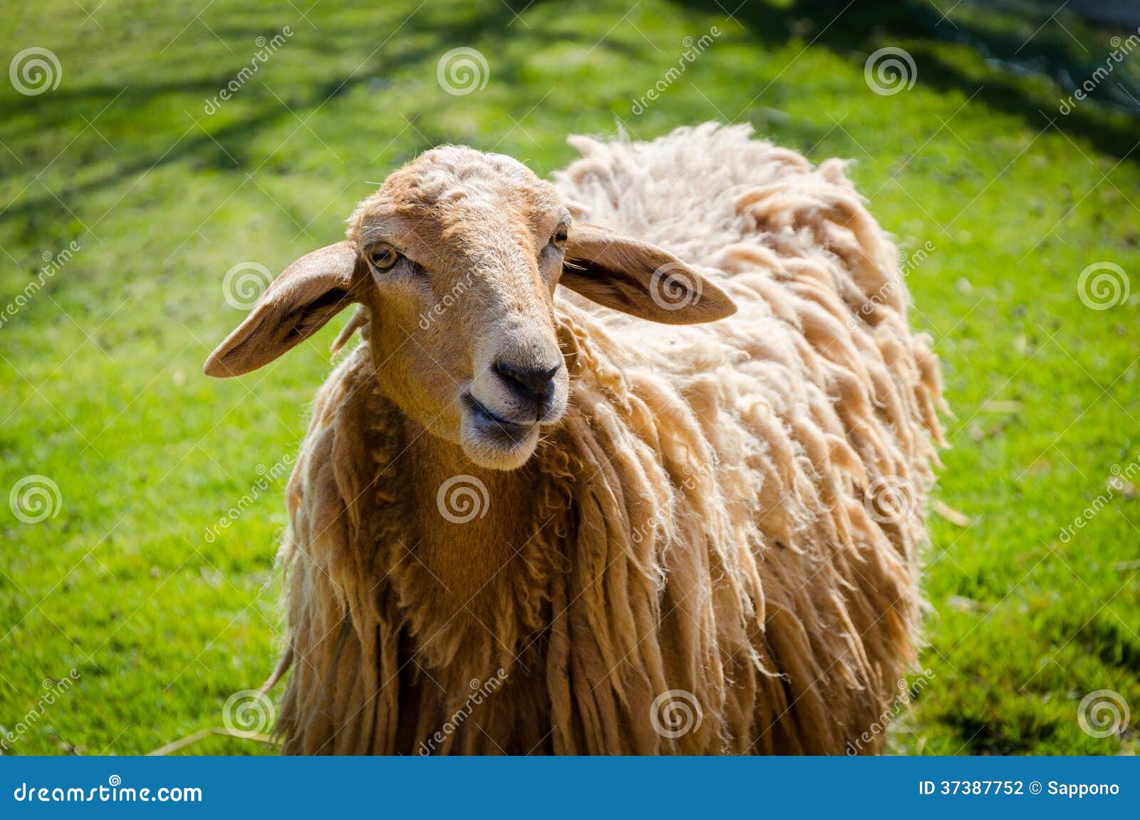 Golden sheep stock photo. Image of white, natural, countryside - 37387752