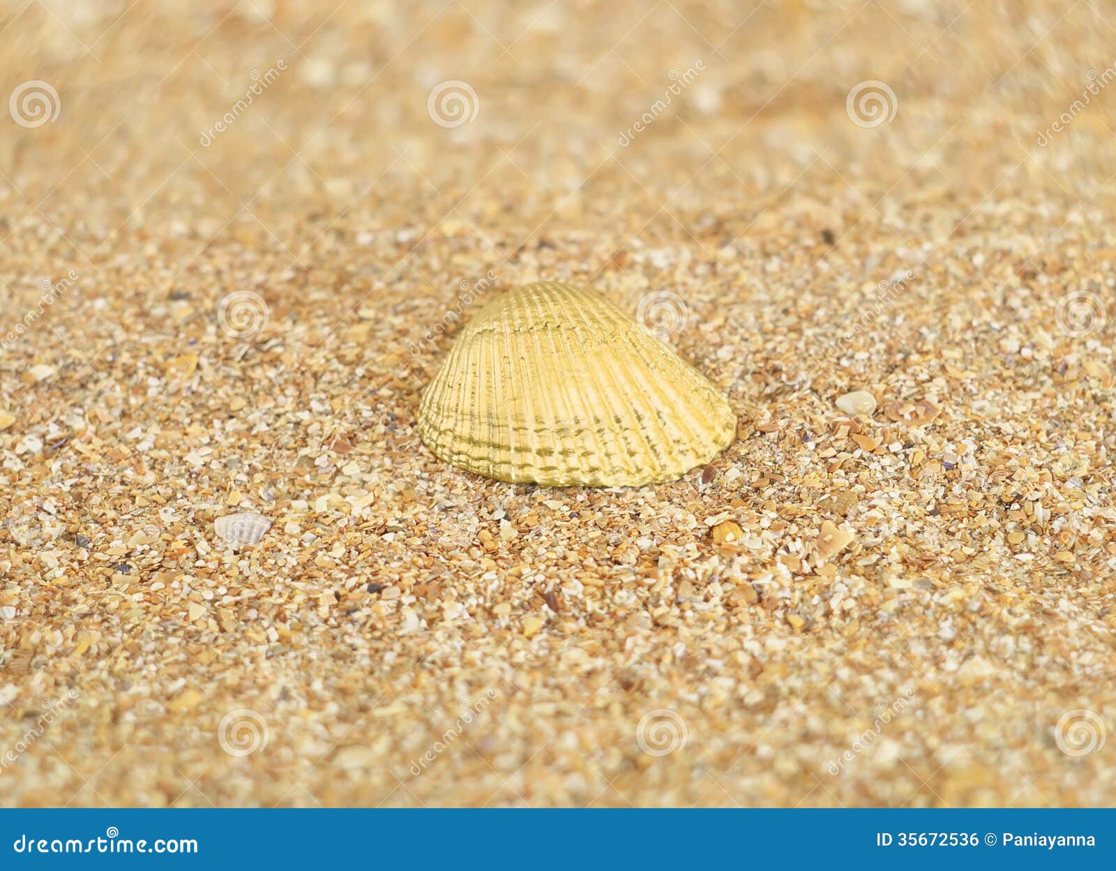 Golden shell stock photo. Image of golden, detail, design - 35672536