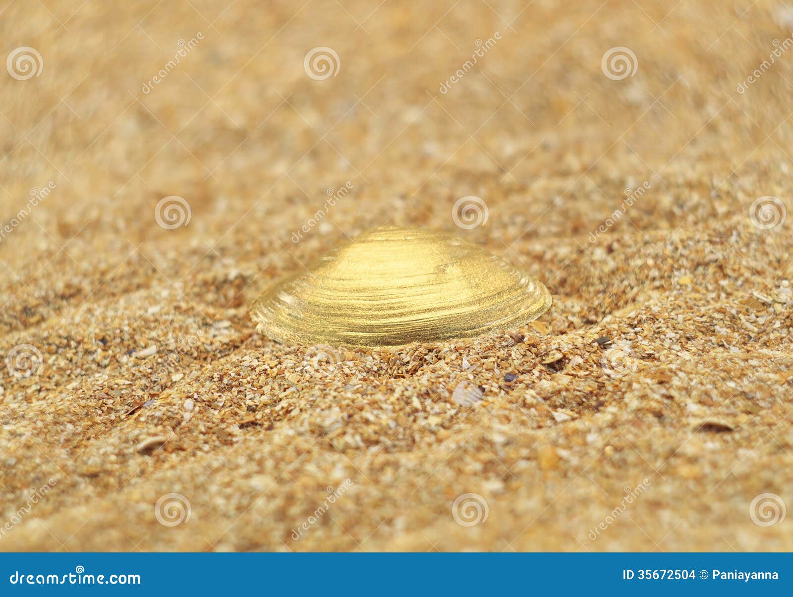 Golden shell stock photo. Image of piece, money, conch - 35672504
