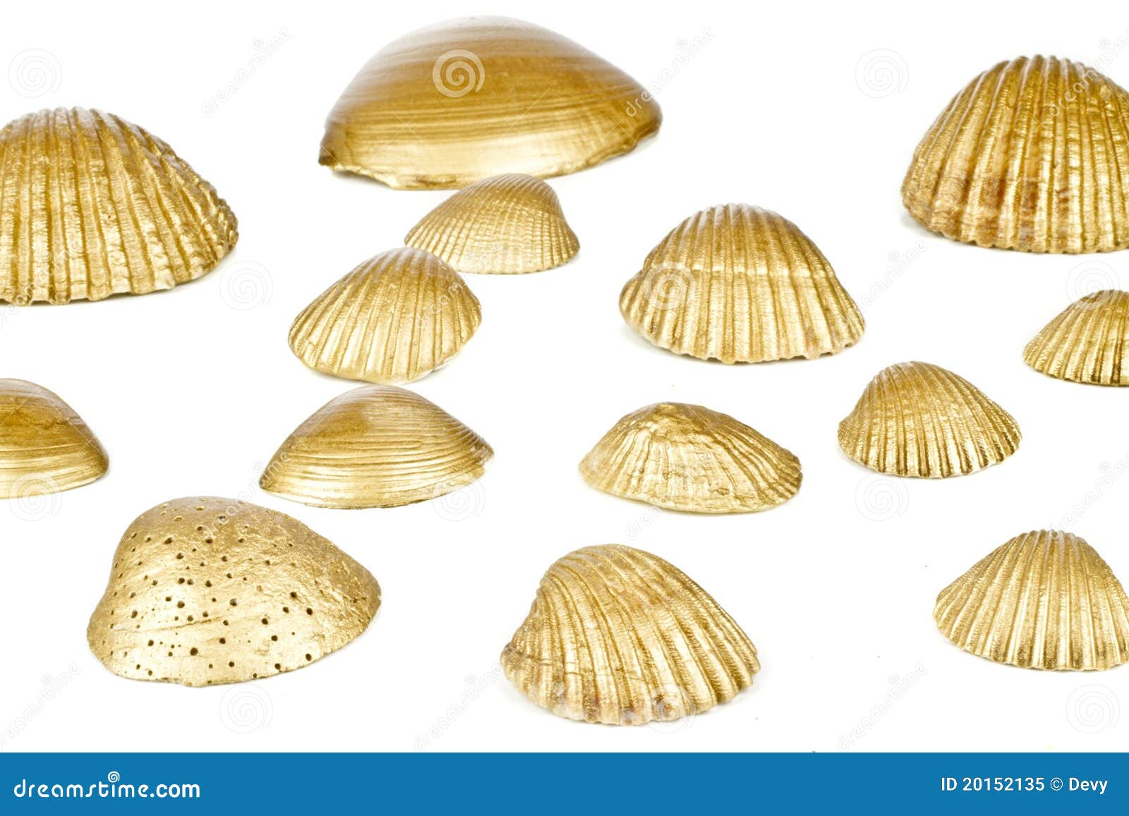 Golden shells stock image. Image of golden, shell, natural - 20152135